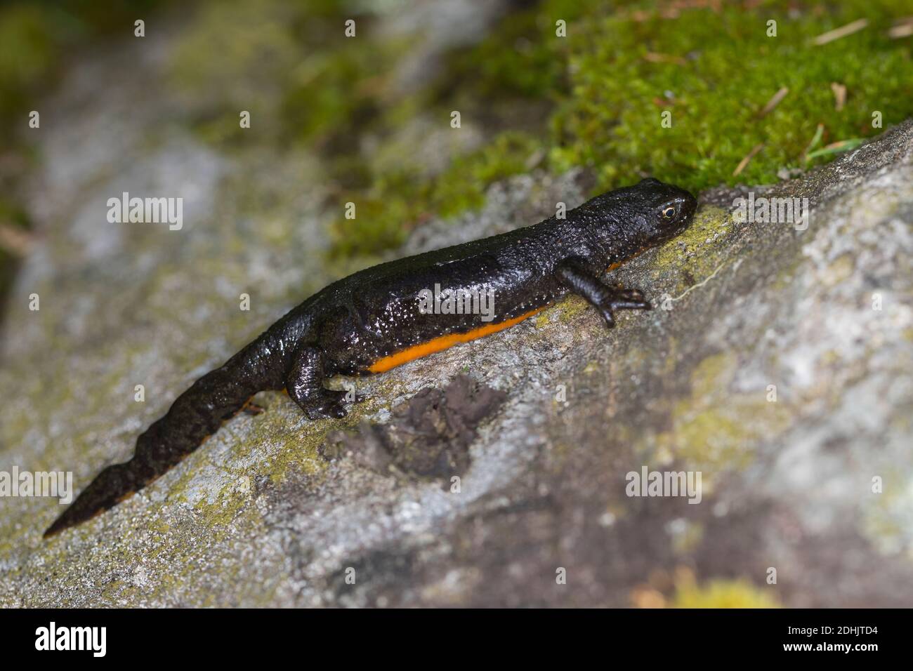 Alpen molch -Fotos und -Bildmaterial in hoher Auflösung – Alamy