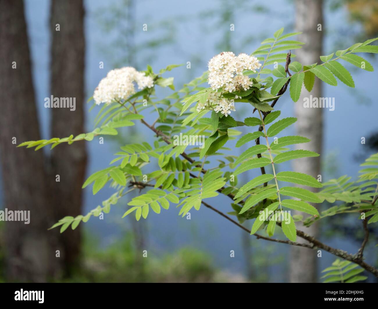 Blühende esche -Fotos und -Bildmaterial in hoher Auflösung – Alamy