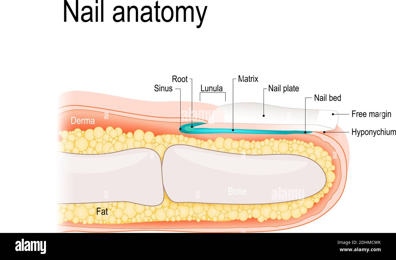 Struktur des Nagels. Menschliche Anatomie Stock-Vektorgrafik - Alamy