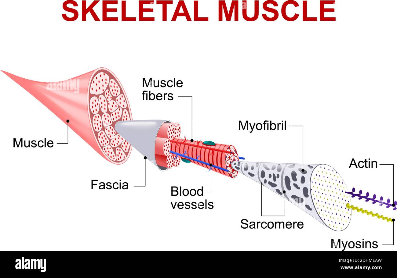 Diagramm der muskeln Stock-Vektorgrafiken kaufen - Alamy