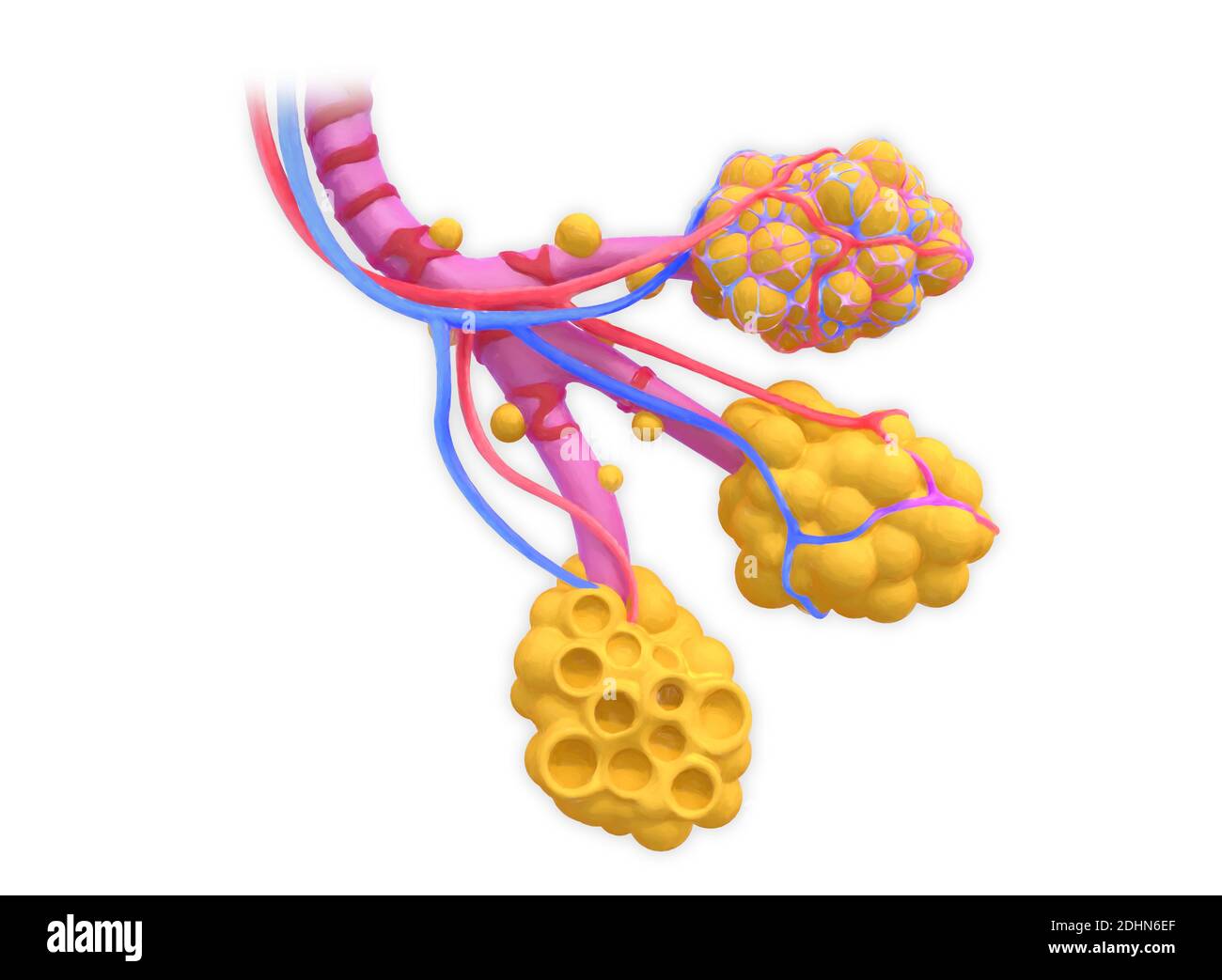 Lungs respiration oxygen exchange Stockfotos und -bilder Kaufen - Alamy