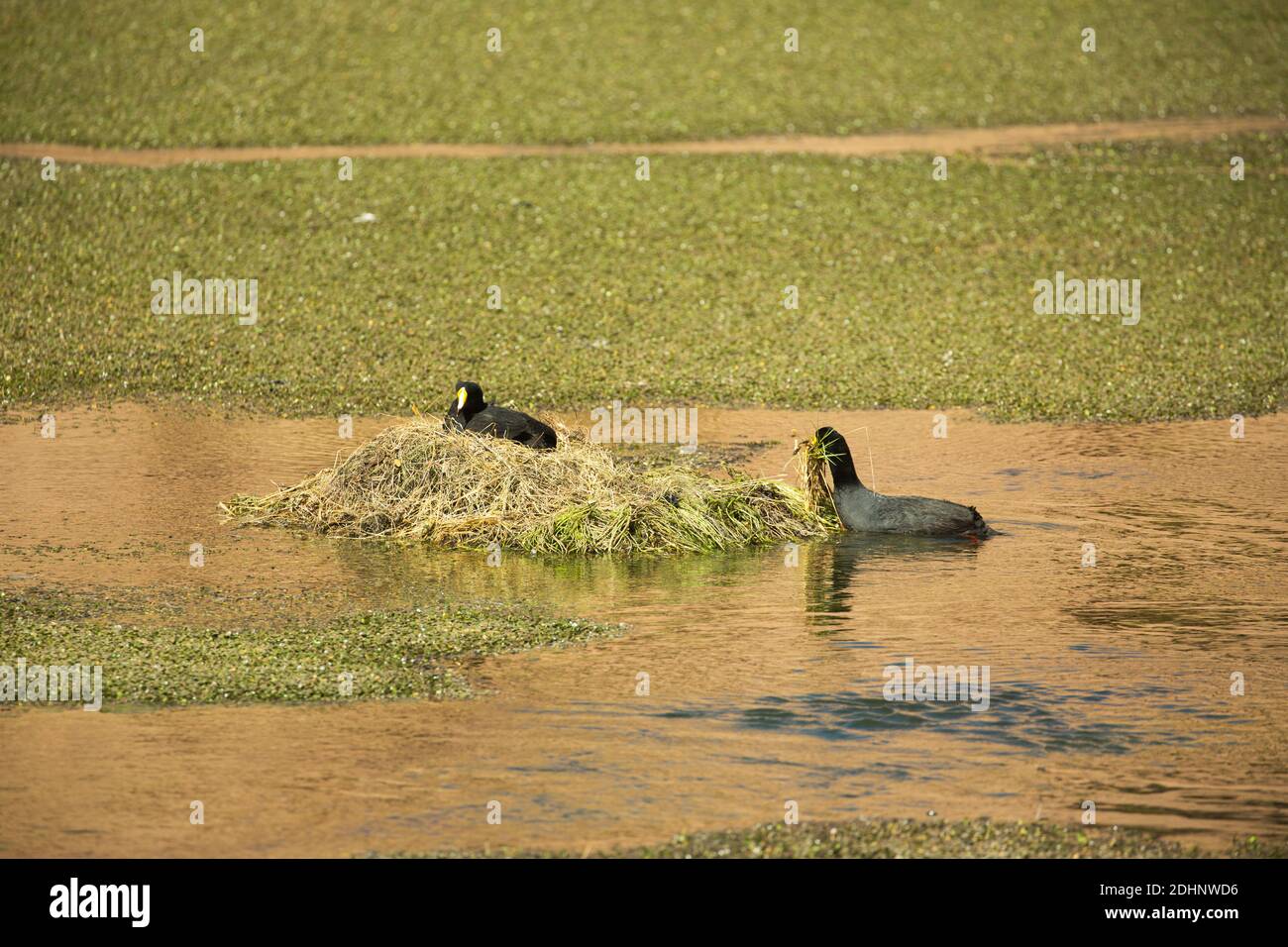Riesenhuhn (Fulica gigantes) baut ein Nest im Vado Rio de Putana ...