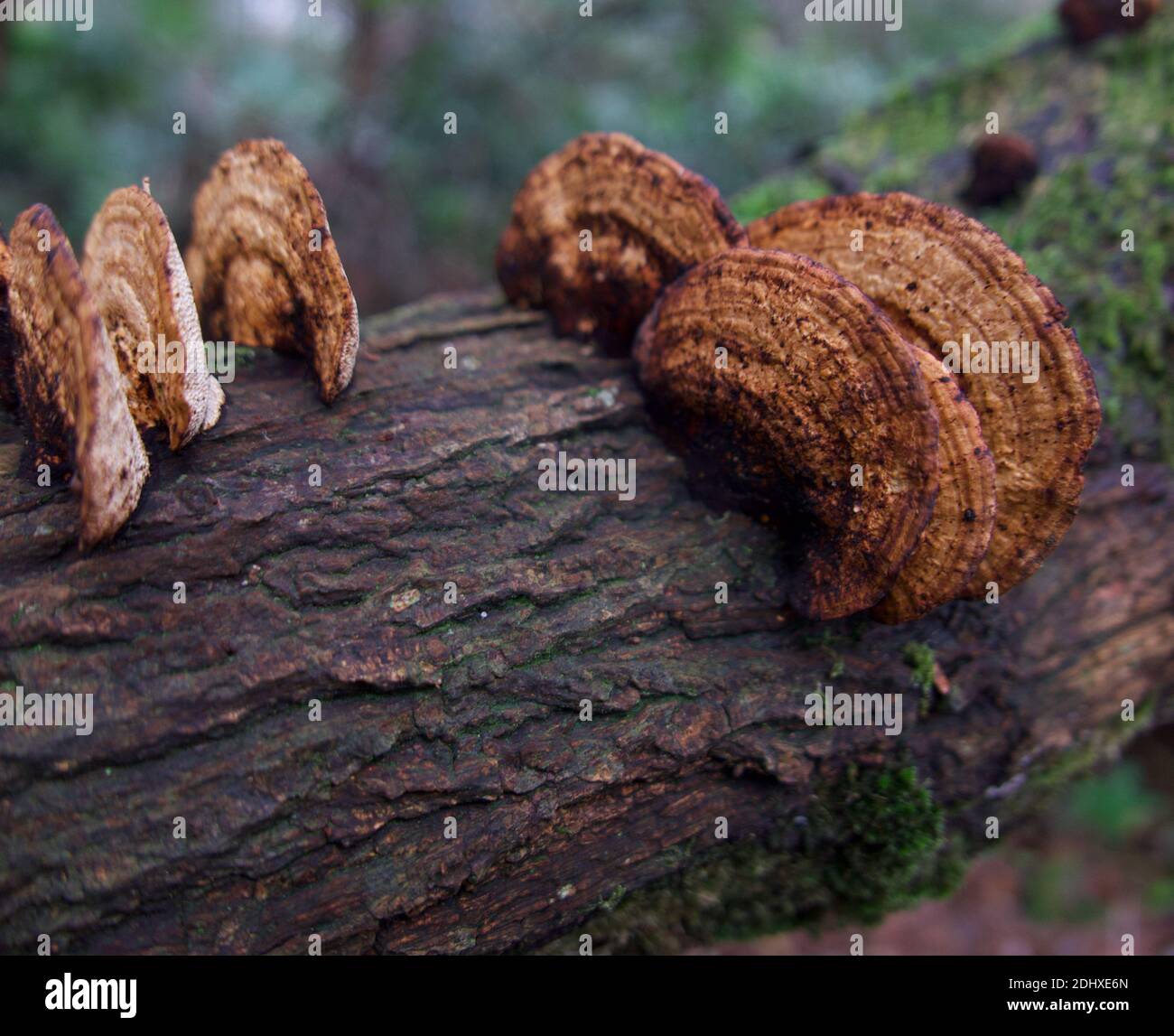 Baumpilze Stockfotos und -bilder Kaufen - Alamy