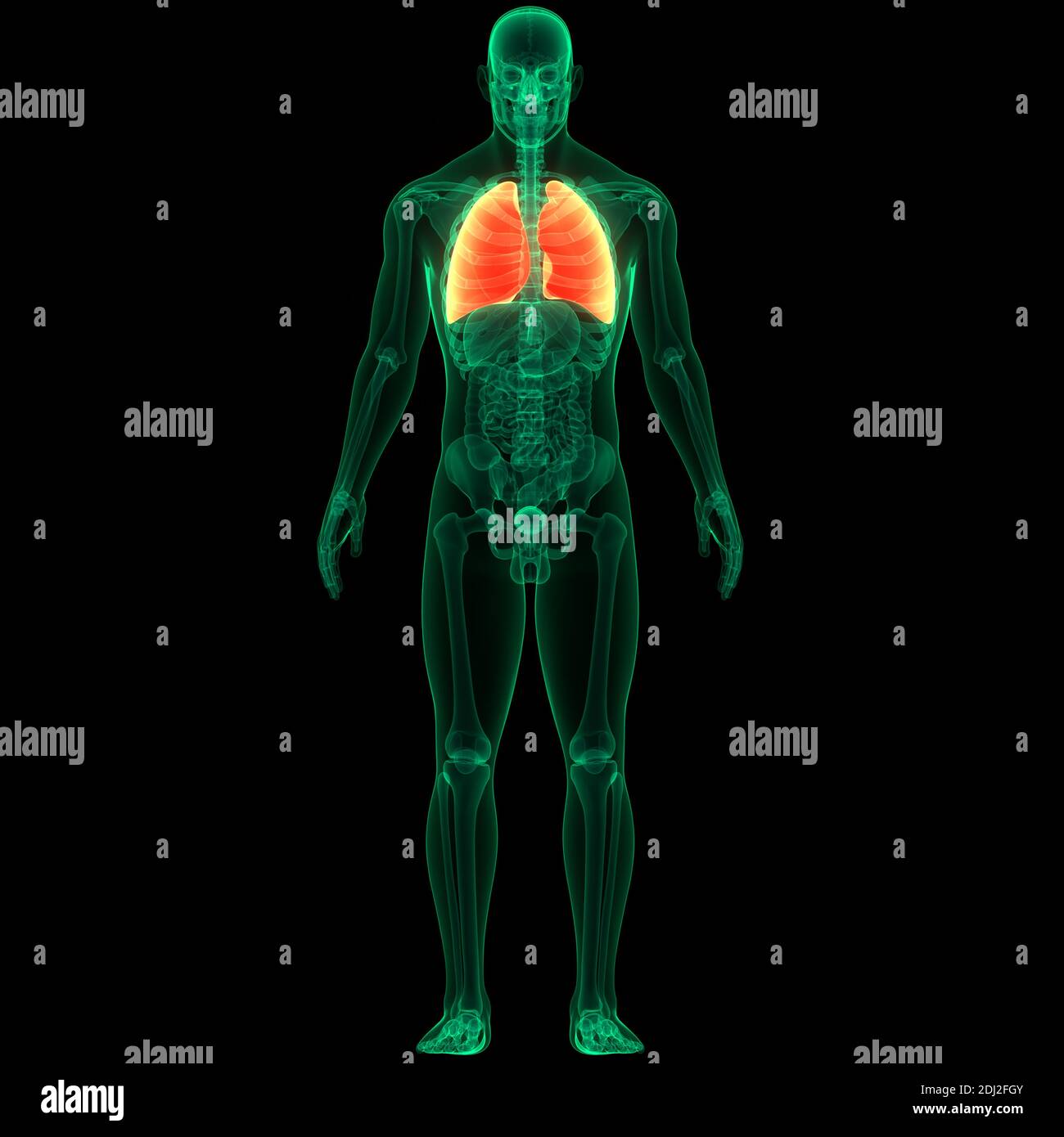 Menschliche Atmungssystem Lungen Anatomie Stockfotografie - Alamy