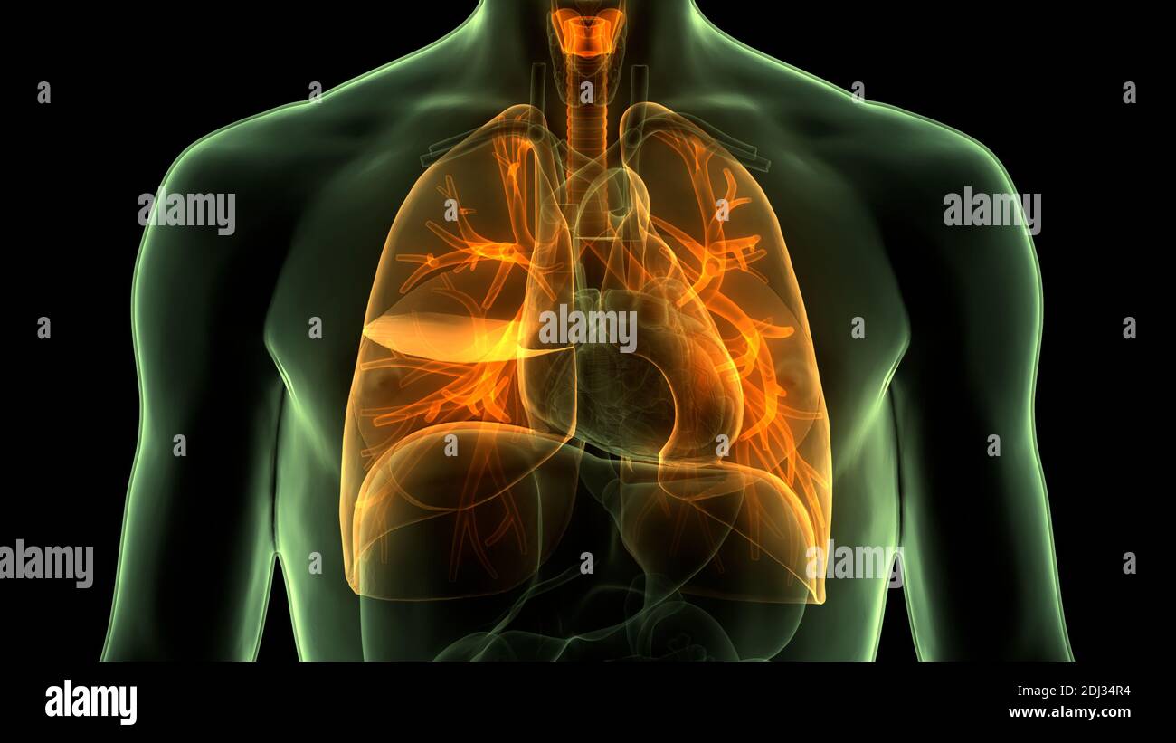 Menschliche Atmungssystem Lungen Anatomie Stockfotografie - Alamy