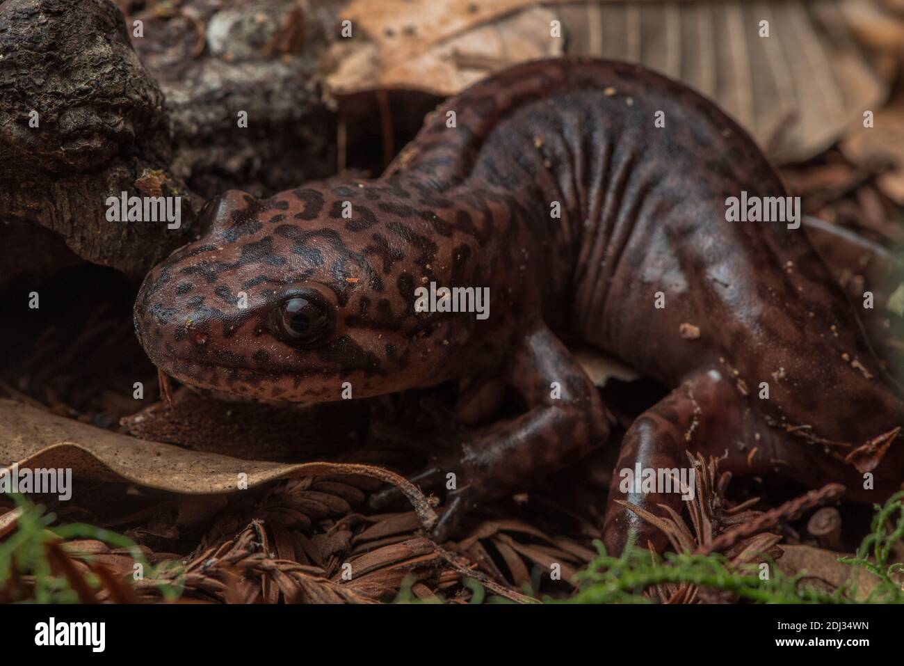 Pazifische riesensalamander -Fotos und -Bildmaterial in hoher Auflösung ...