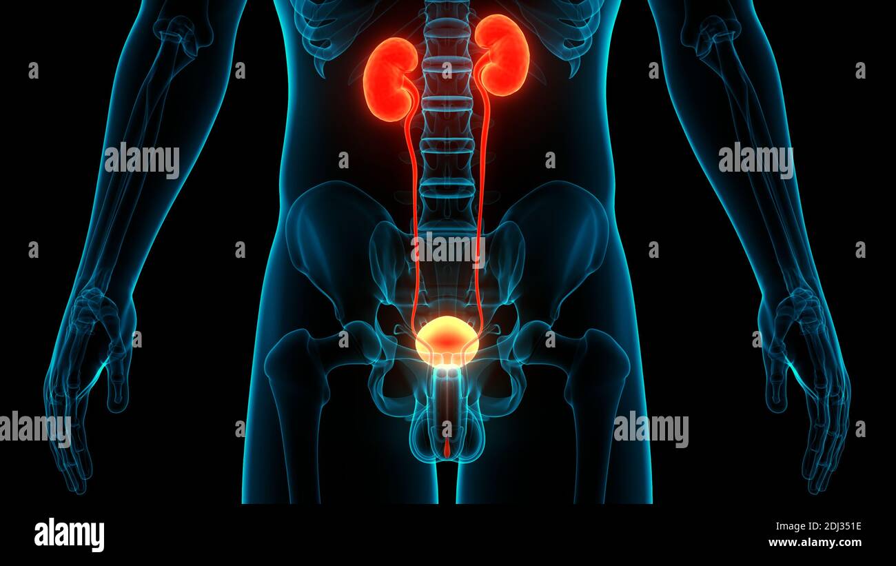 Die menschliche männliche harnblase und harnröhre -Fotos und ...