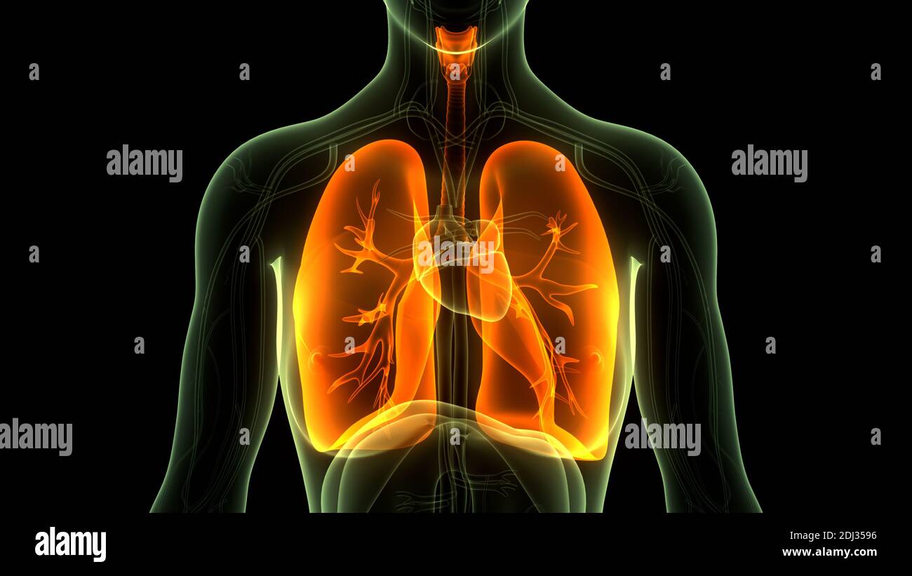 Menschliche Atmungssystem Lungen Anatomie Stockfotografie - Alamy