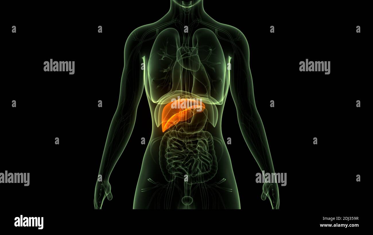 Menschliche interne Digestive Organ Leber Anatomie Stockfotografie - Alamy