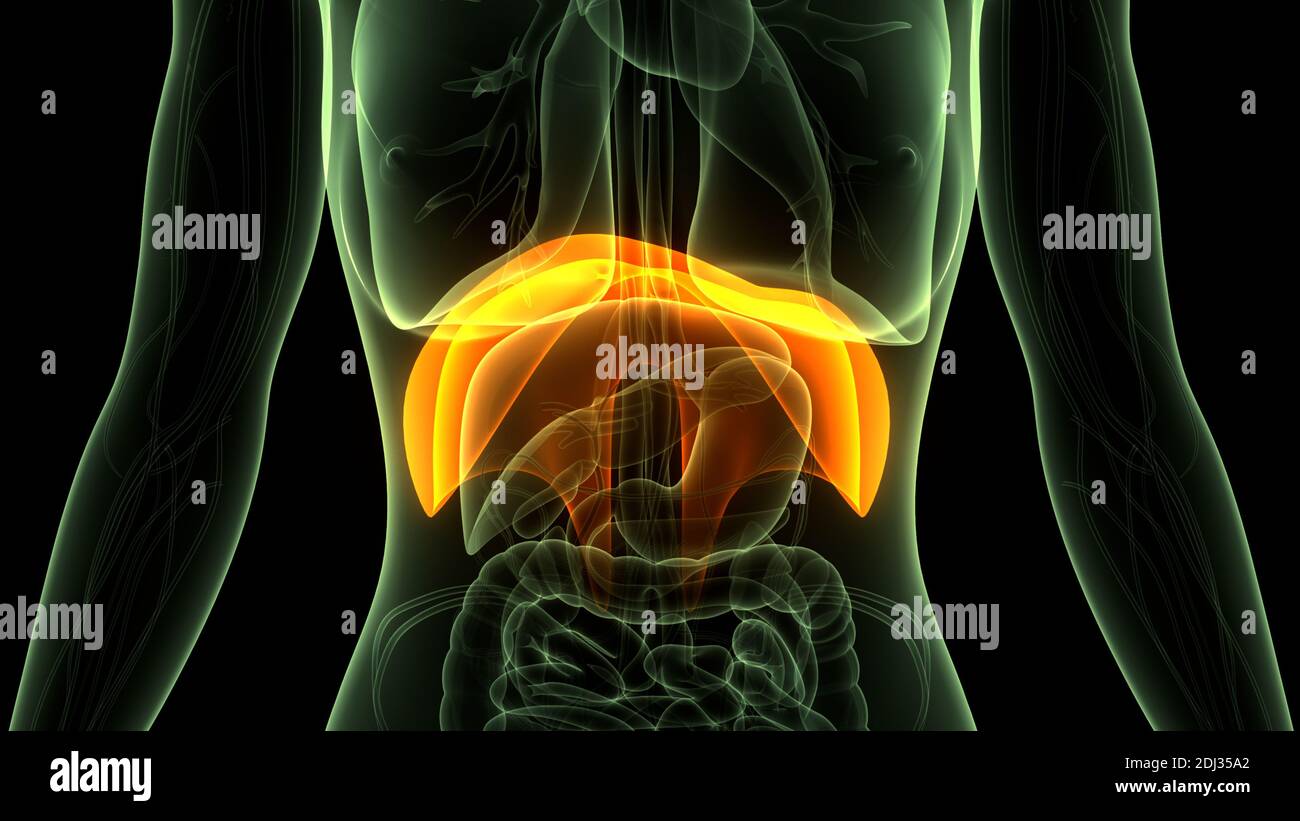 Menschliche Atmungssystem Membran Anatomie Stockfotografie - Alamy