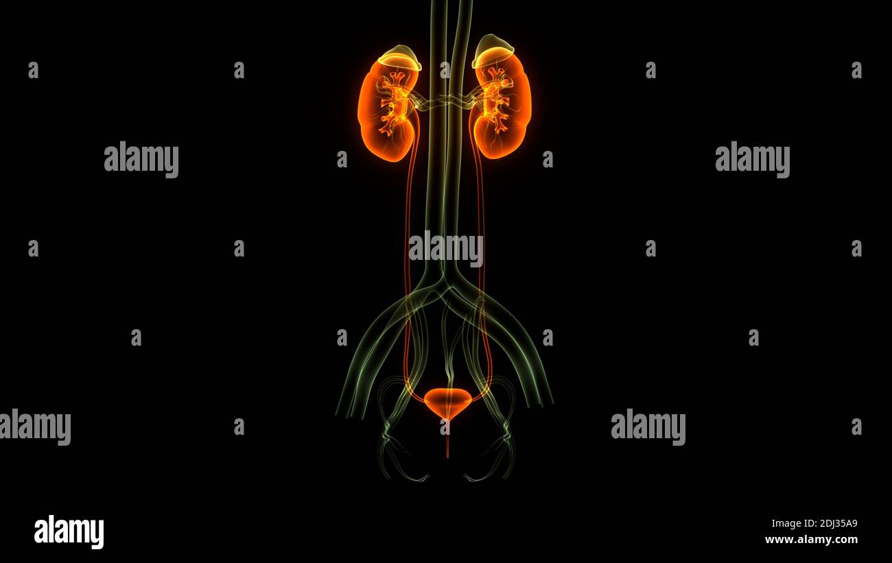 Menschlichen Nieren und Blase und Harnwege Anatomie Stockfotografie - Alamy