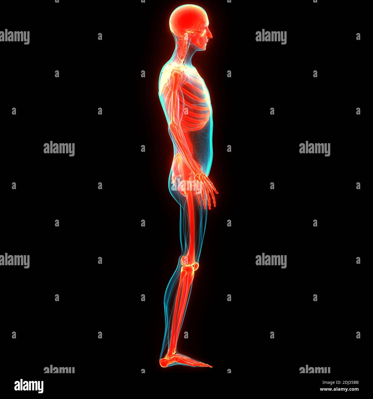 Menschliches Skelett System Knochen Gelenke Anatomie Stockfotografie ...