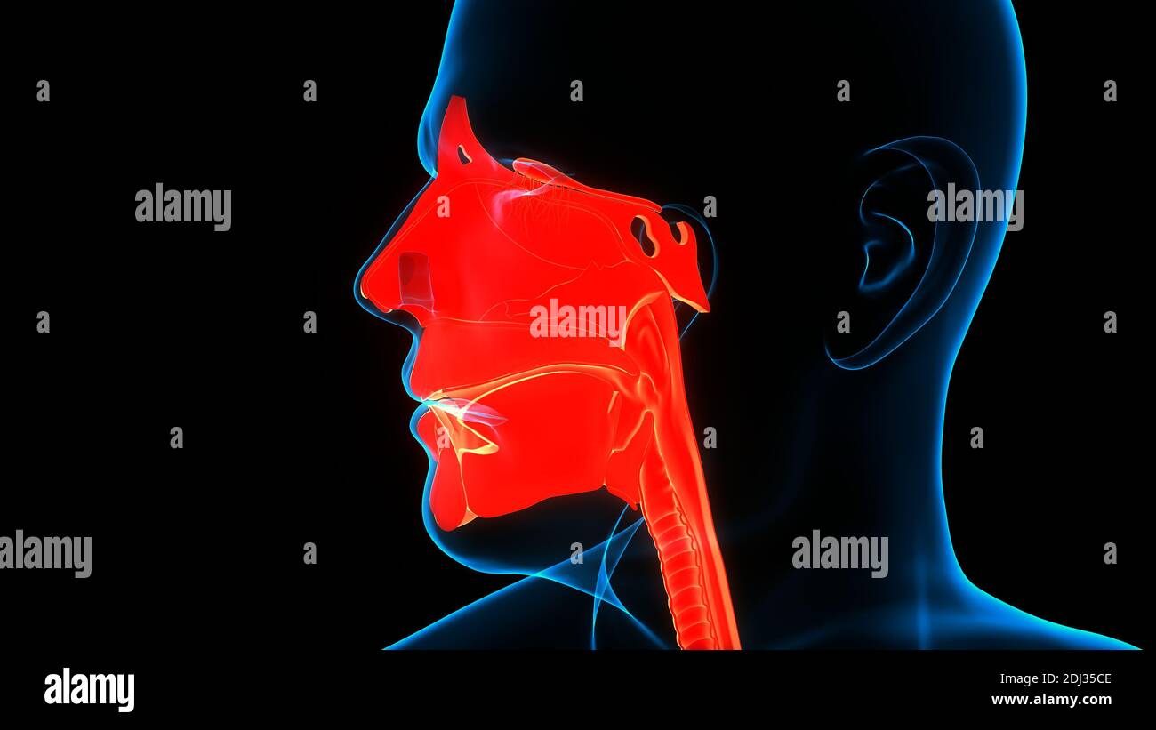 Menschliche Atmungssystem Kehlkopf und Rachen Anatomie Stockfotografie ...