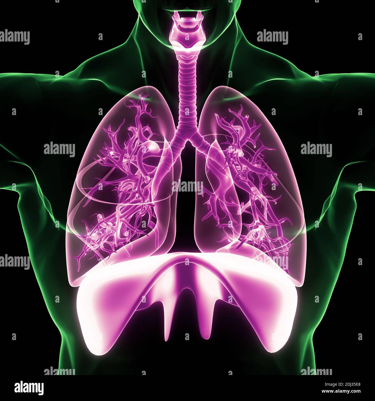 Menschliche Atmungssystem Lungen Anatomie Stockfotografie - Alamy