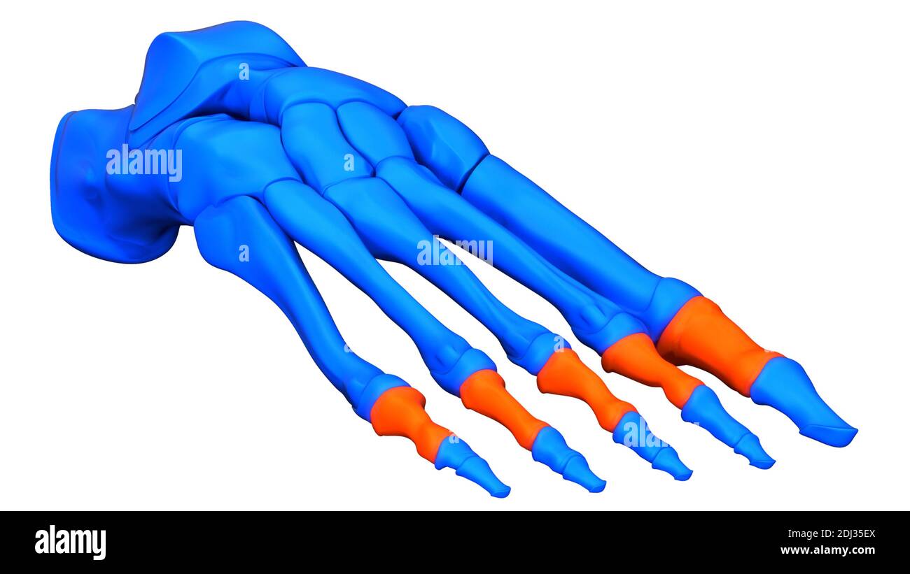 Anatomie Des Menschlichen Skelettsystems Fußknochen-Gelenke ...