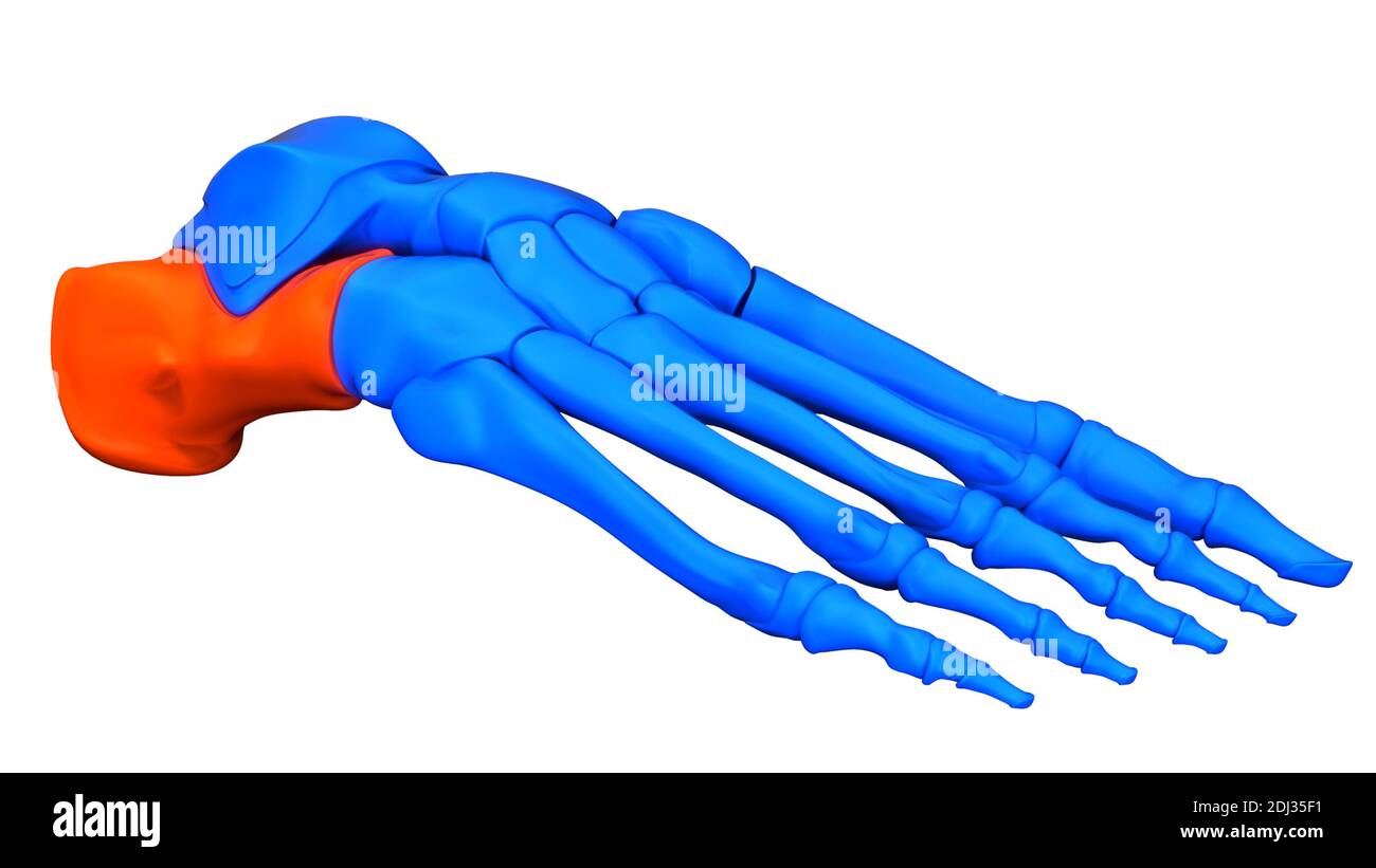 Anatomie Des Menschlichen Skelettsystems Fußknochen-Gelenke ...