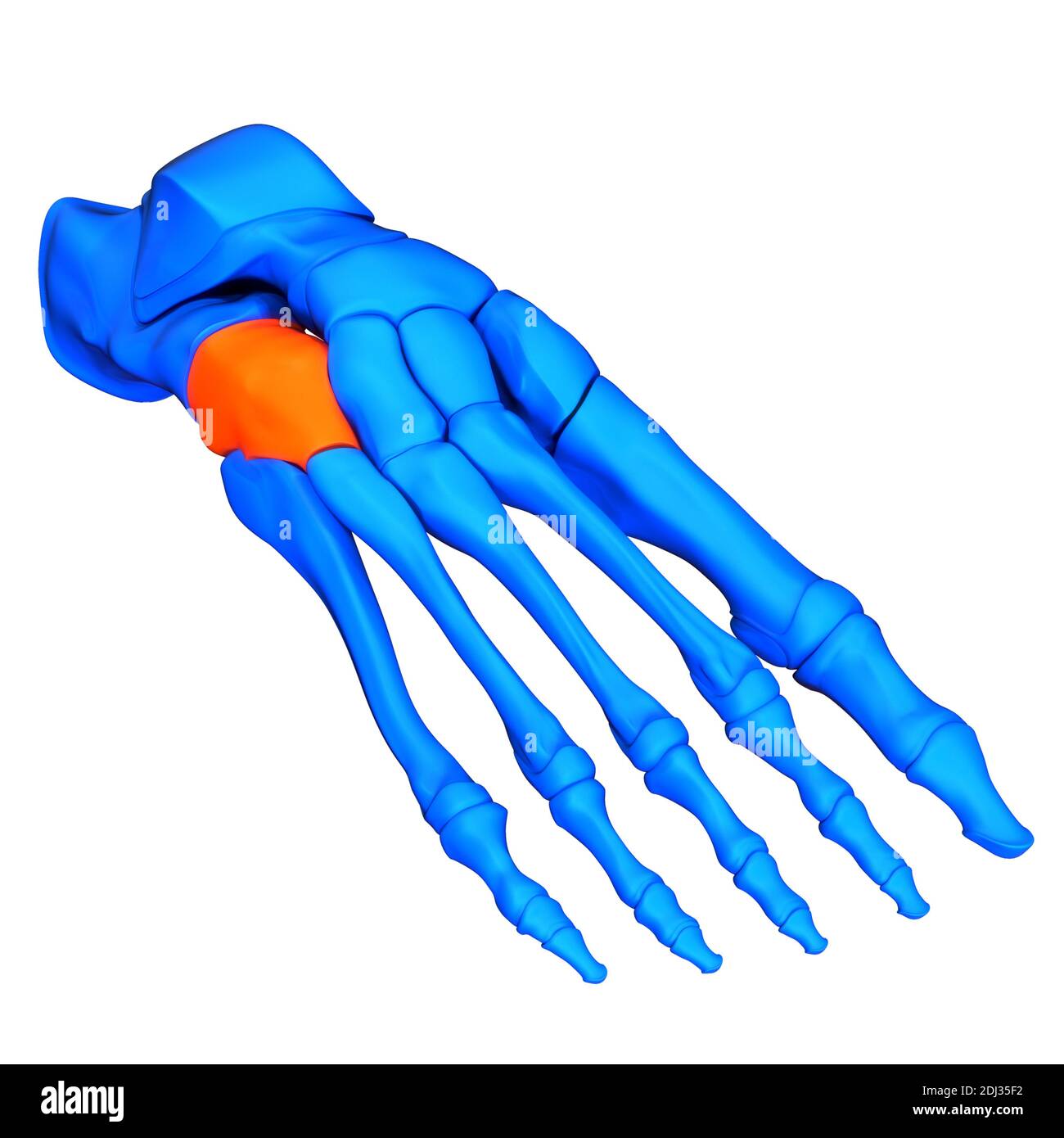 Anatomie Des Menschlichen Skelettsystems Fußknochen-Gelenke ...