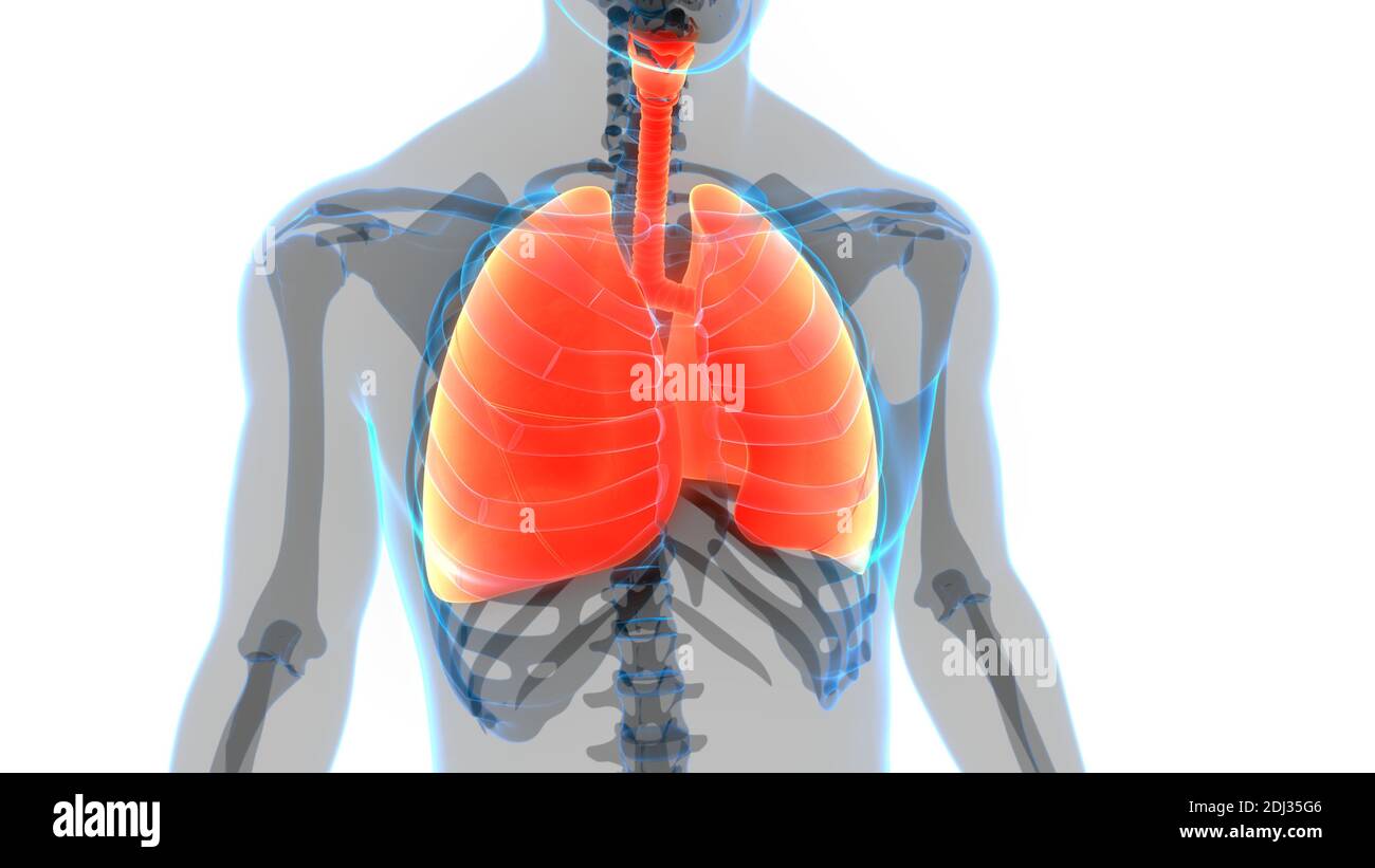 Menschliche Atmungssystem Lungen Anatomie Stockfotografie - Alamy