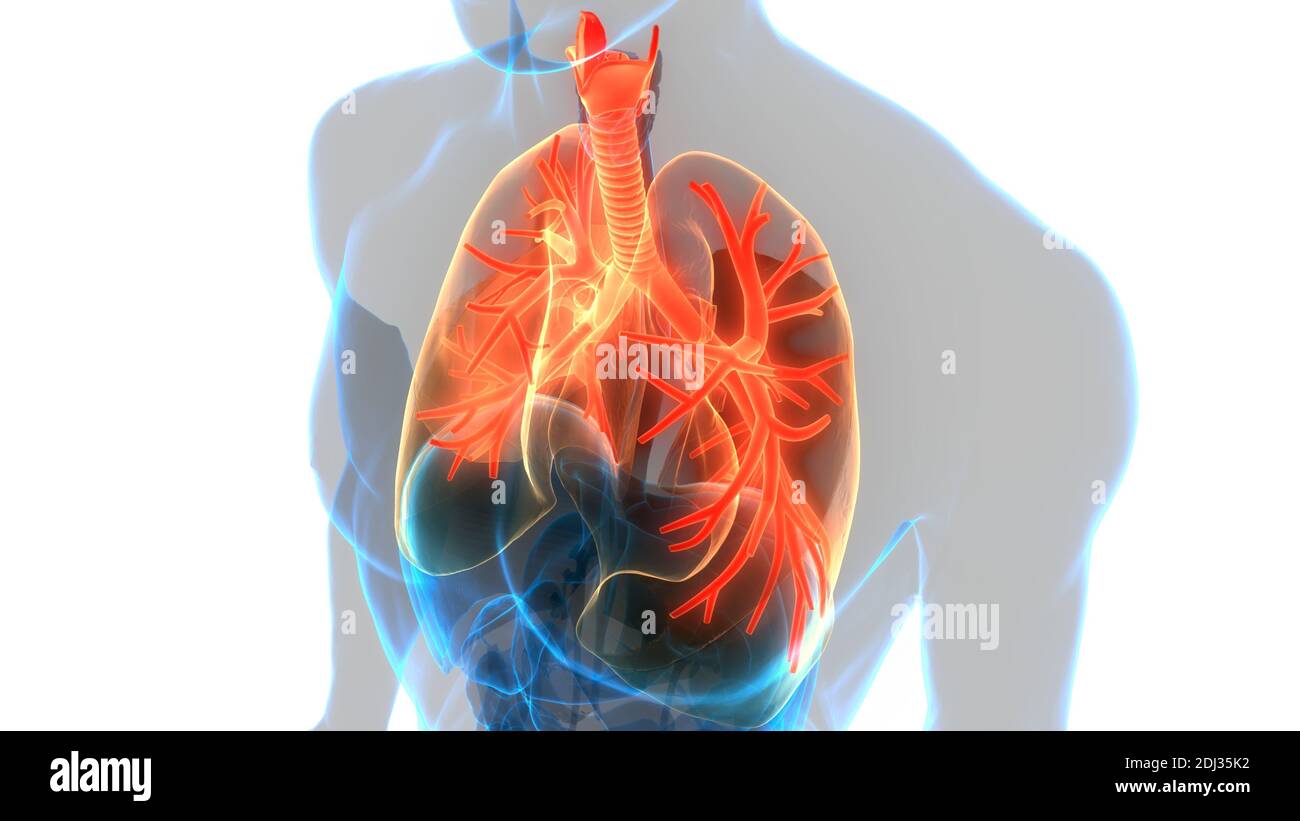 Menschliche Atmungssystem Lungen Anatomie Stockfotografie - Alamy