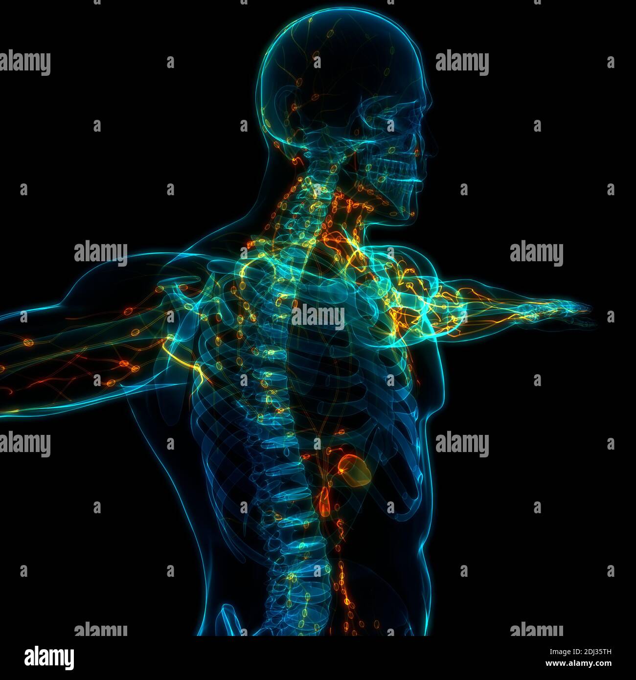 Anatomie des menschlichen inneren Systems Lymphknoten Stockfotografie ...