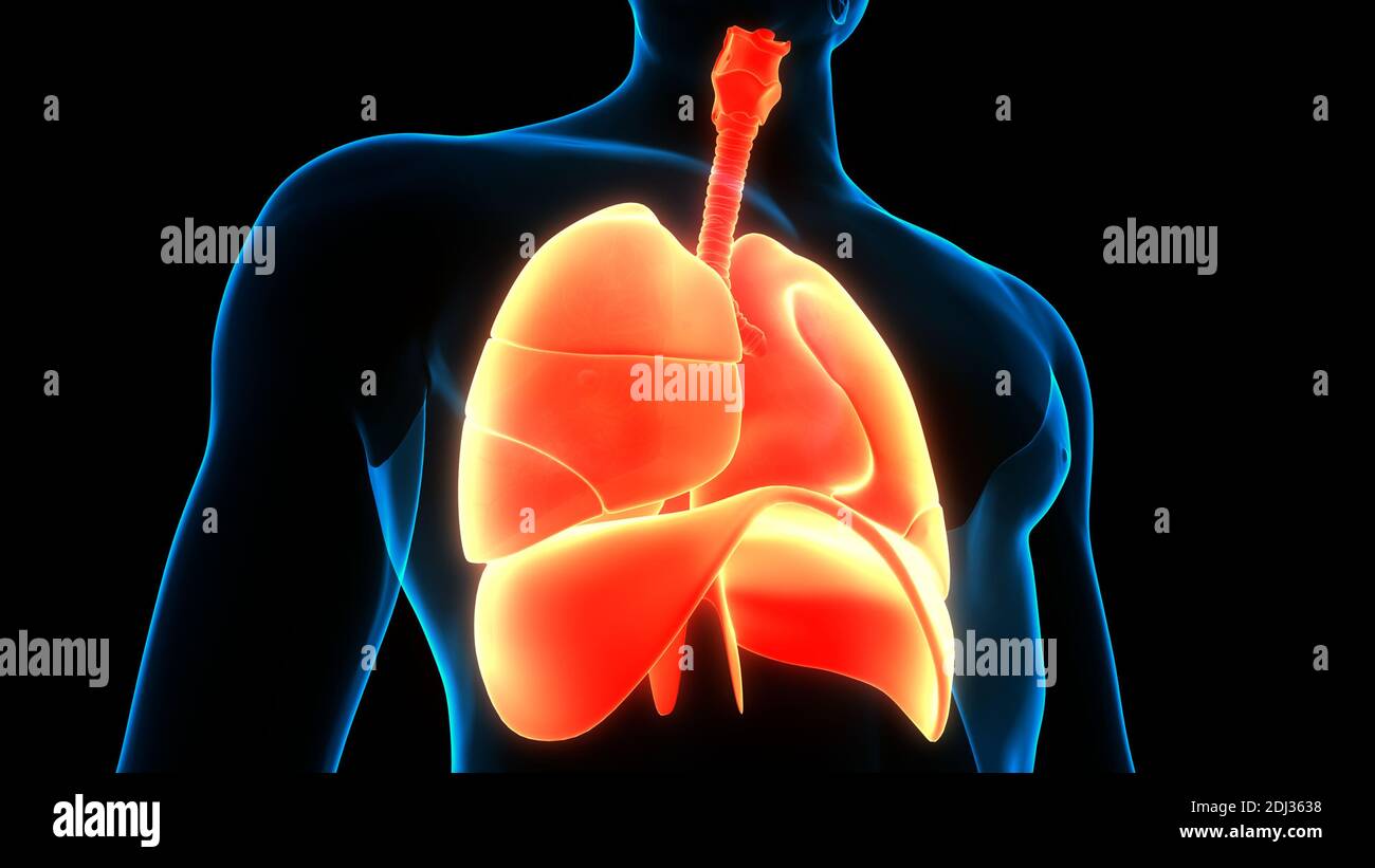 Menschliche Atmungssystem Lungen Anatomie Stockfotografie - Alamy