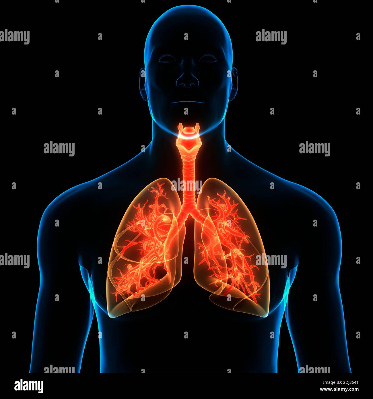 Menschliche Atmungssystem Lungen Anatomie Stockfotografie - Alamy