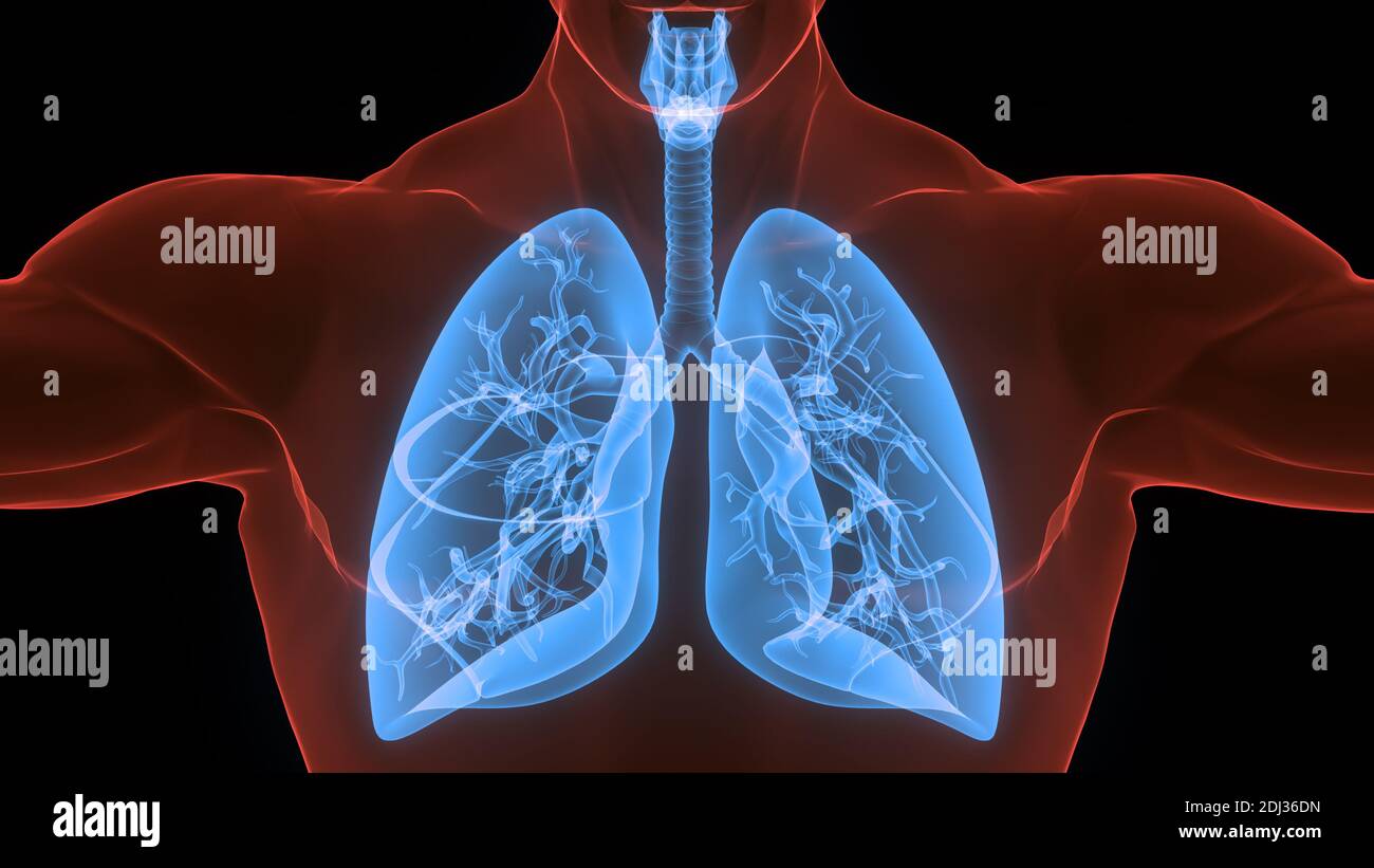 Menschliche Atmungssystem Lungen Anatomie Stockfotografie - Alamy
