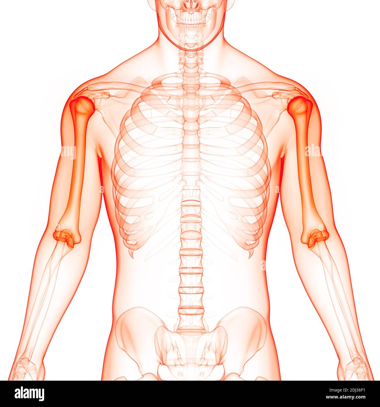 Menschliches Skelett System Knochen Gelenke Anatomie Stockfotografie ...