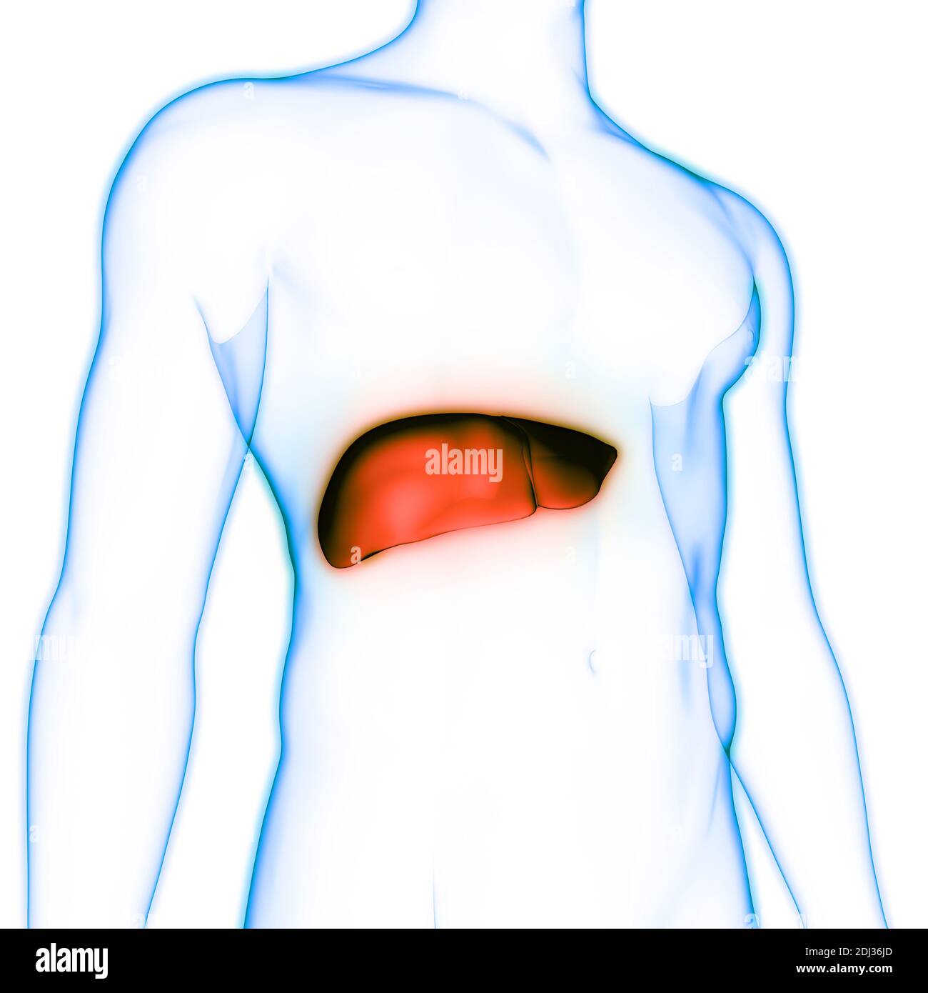 Menschliche interne Digestive Organ Leber Anatomie Stockfotografie - Alamy