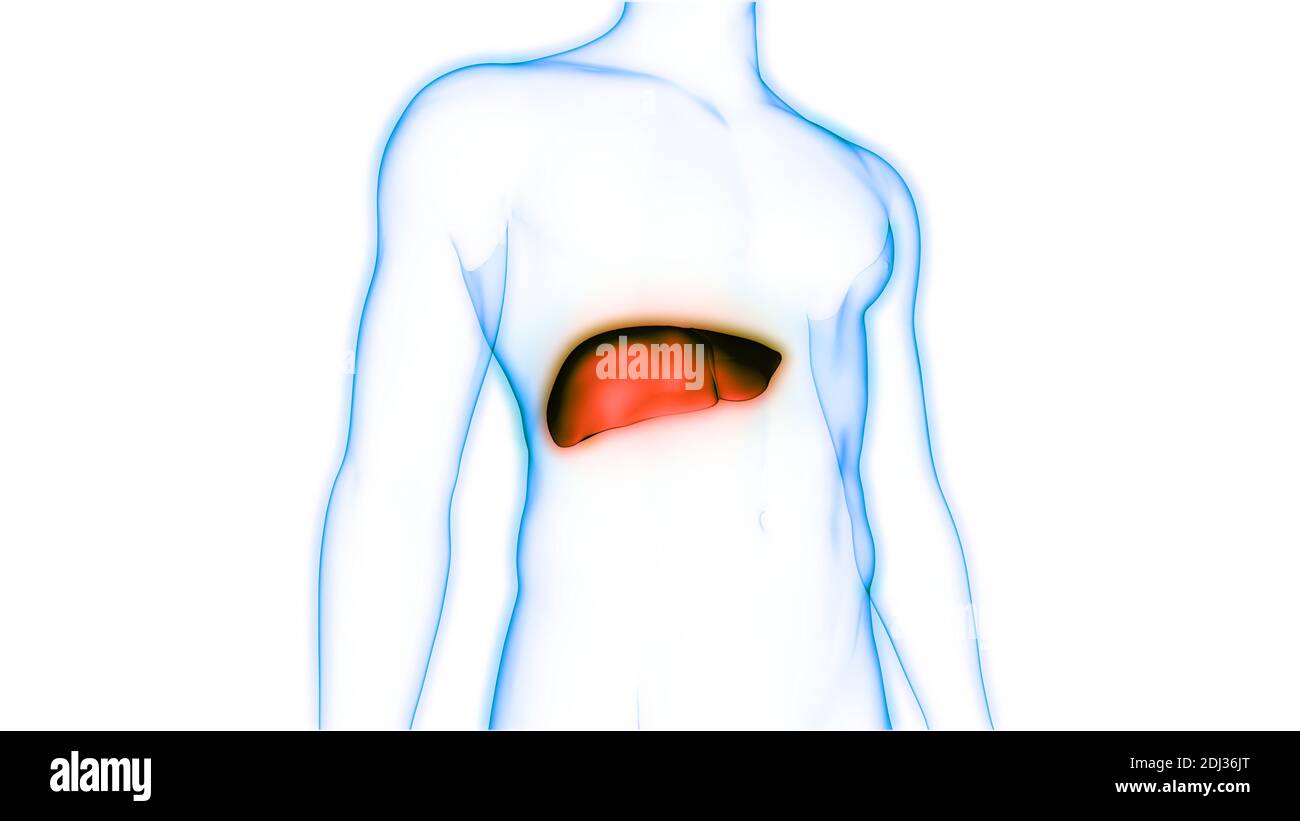 Menschliche interne Digestive Organ Leber Anatomie Stockfotografie - Alamy