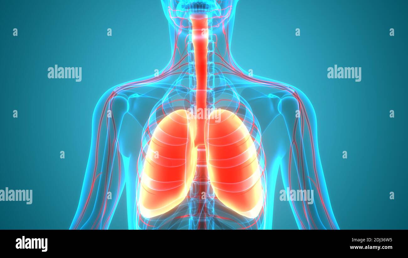 Menschliche Atmungssystem Lungen Anatomie Stockfotografie - Alamy
