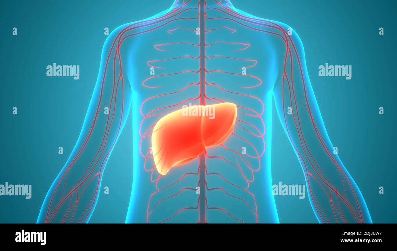 Menschliche interne Digestive Organ Leber Anatomie Stockfotografie - Alamy
