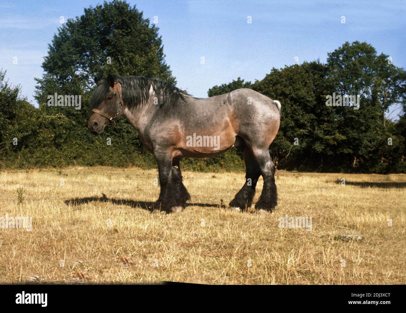 Ardenner pferd -Fotos und -Bildmaterial in hoher Auflösung – Alamy