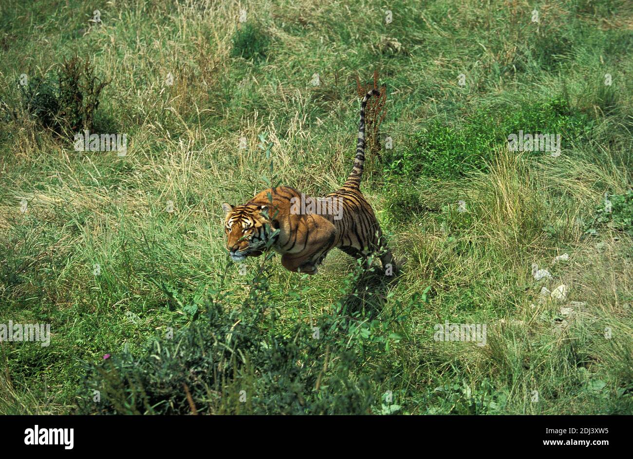 Bengal tiger panthera springen -Fotos und -Bildmaterial in hoher ...