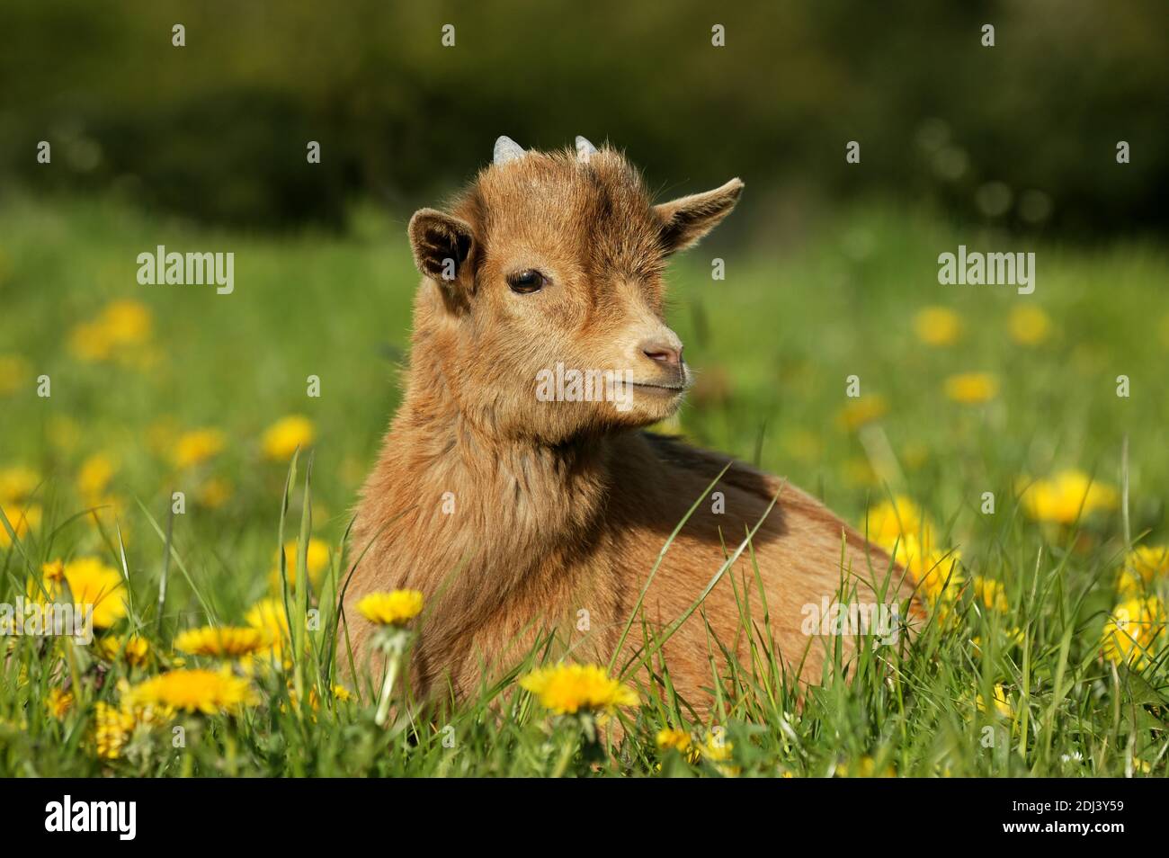 Pygmy Ziegen- oder Zwerg Ziege, Capra Hircus, 3 Monate alten Baby-Ziege ...