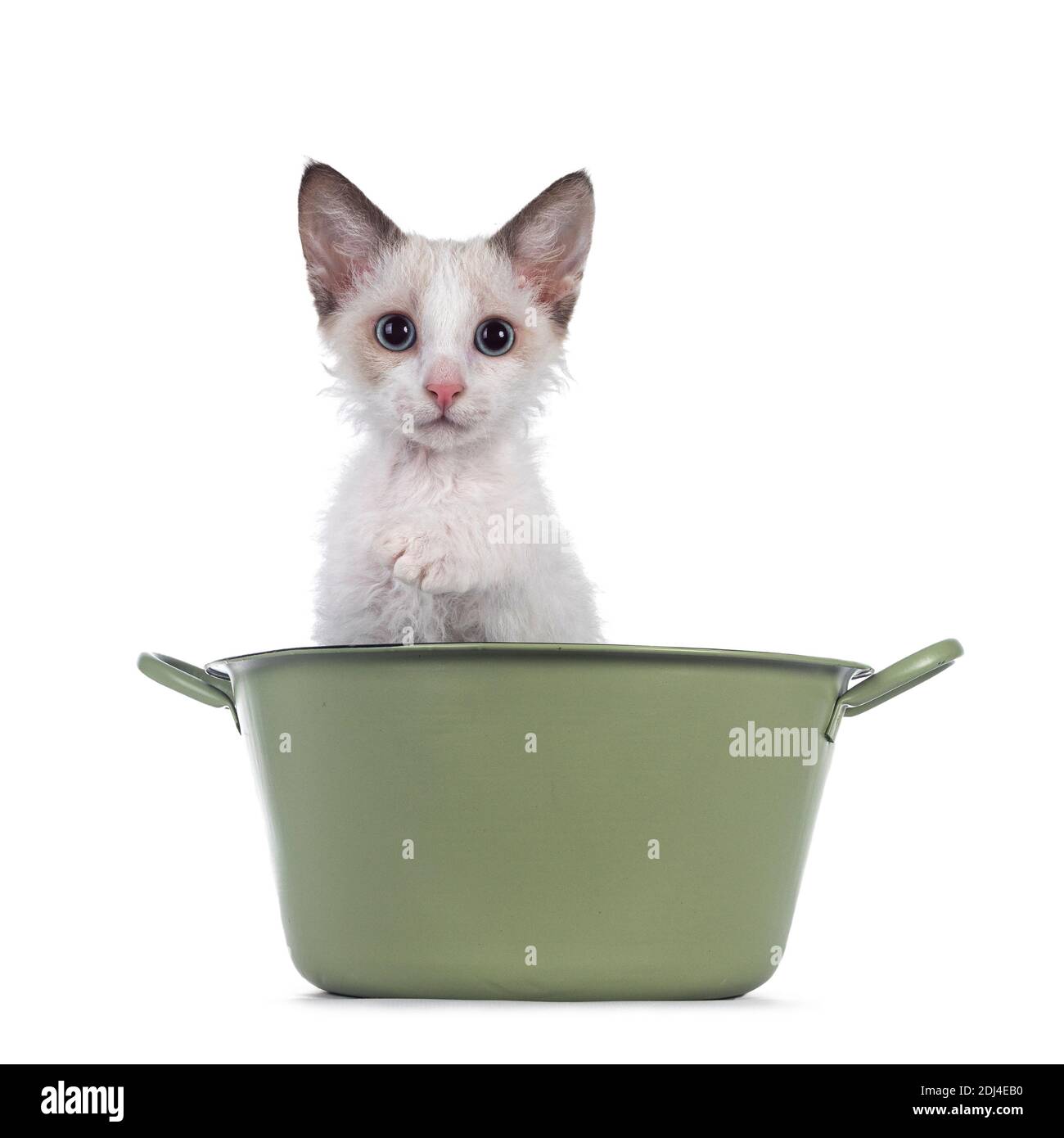 Katze mit pfote in der luft waschen -Fotos und -Bildmaterial in hoher ...