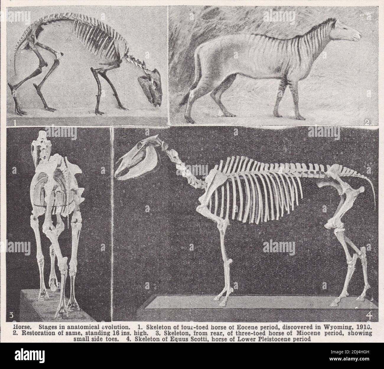 Evolution des pferdes -Fotos und -Bildmaterial in hoher Auflösung – Alamy
