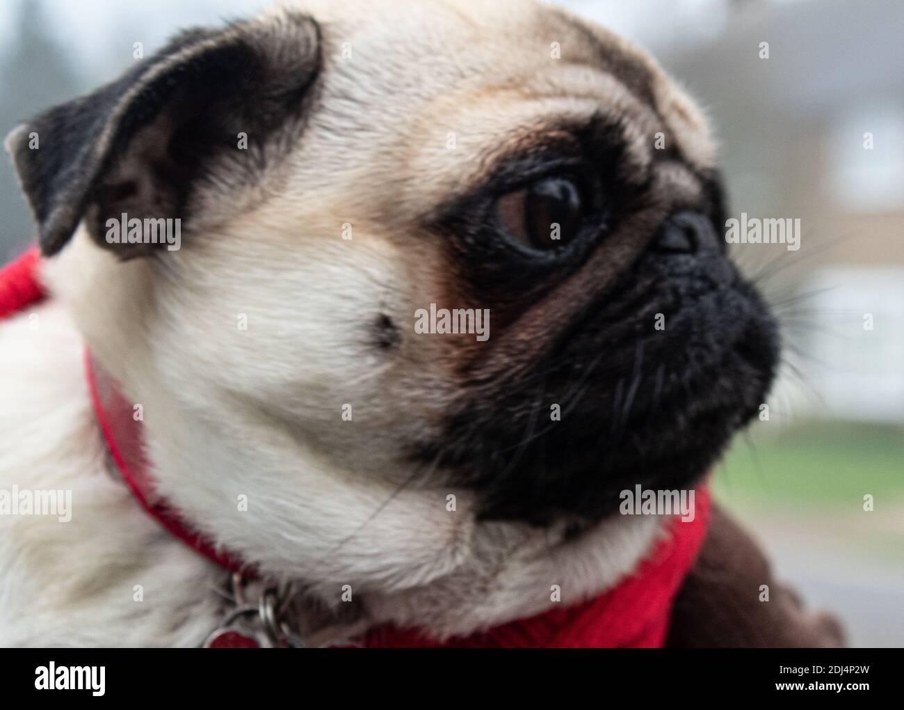 Profil mops -Fotos und -Bildmaterial in hoher Auflösung – Alamy