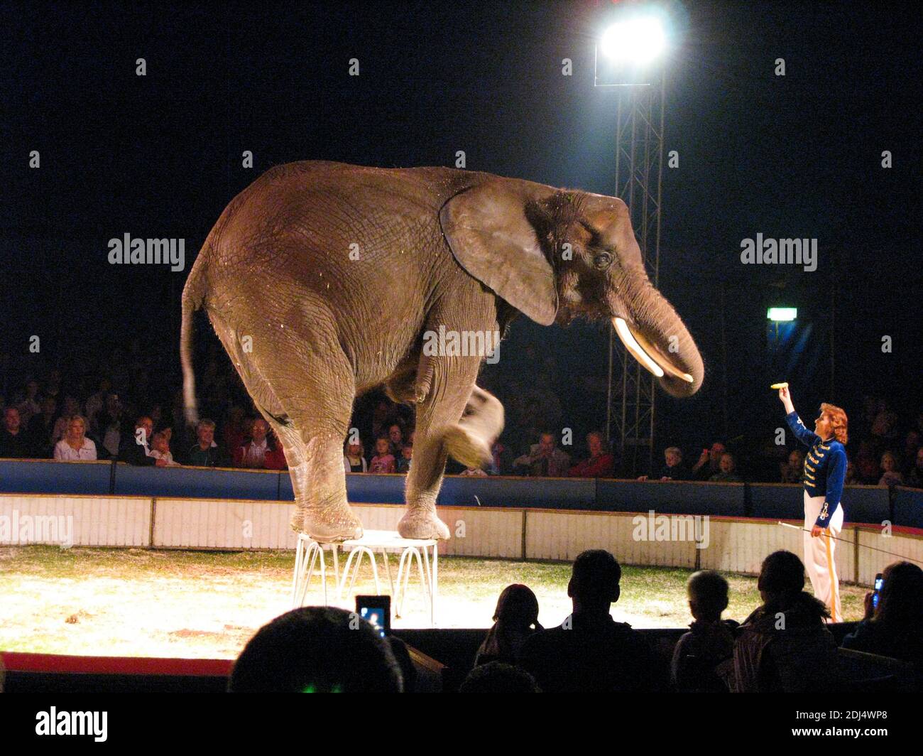 Elephant in circus -Fotos und -Bildmaterial in hoher Auflösung – Alamy