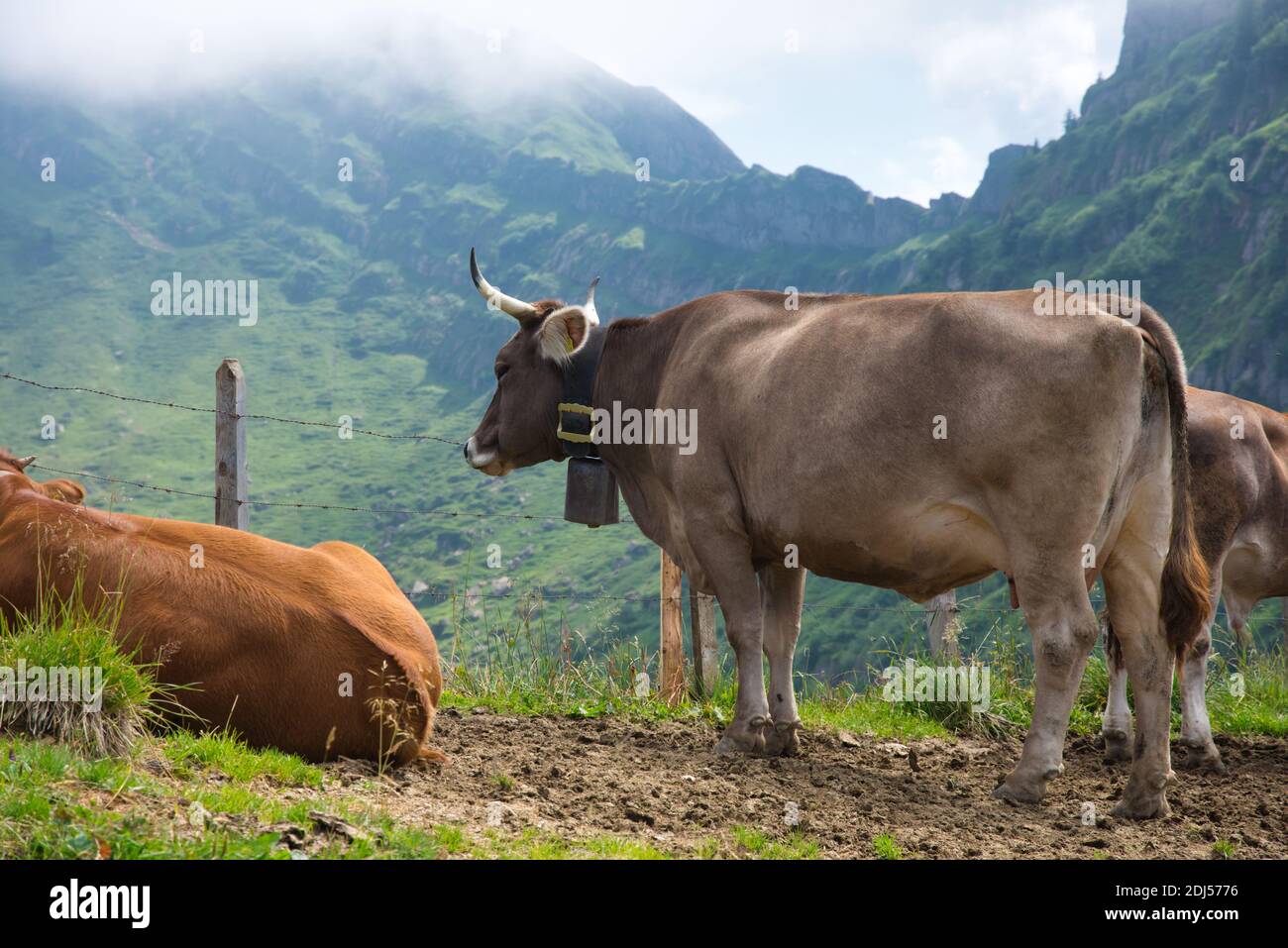 Rinderherde auf der Alm in den alpen. Bild vom Berg Speer, bei Amden im ...