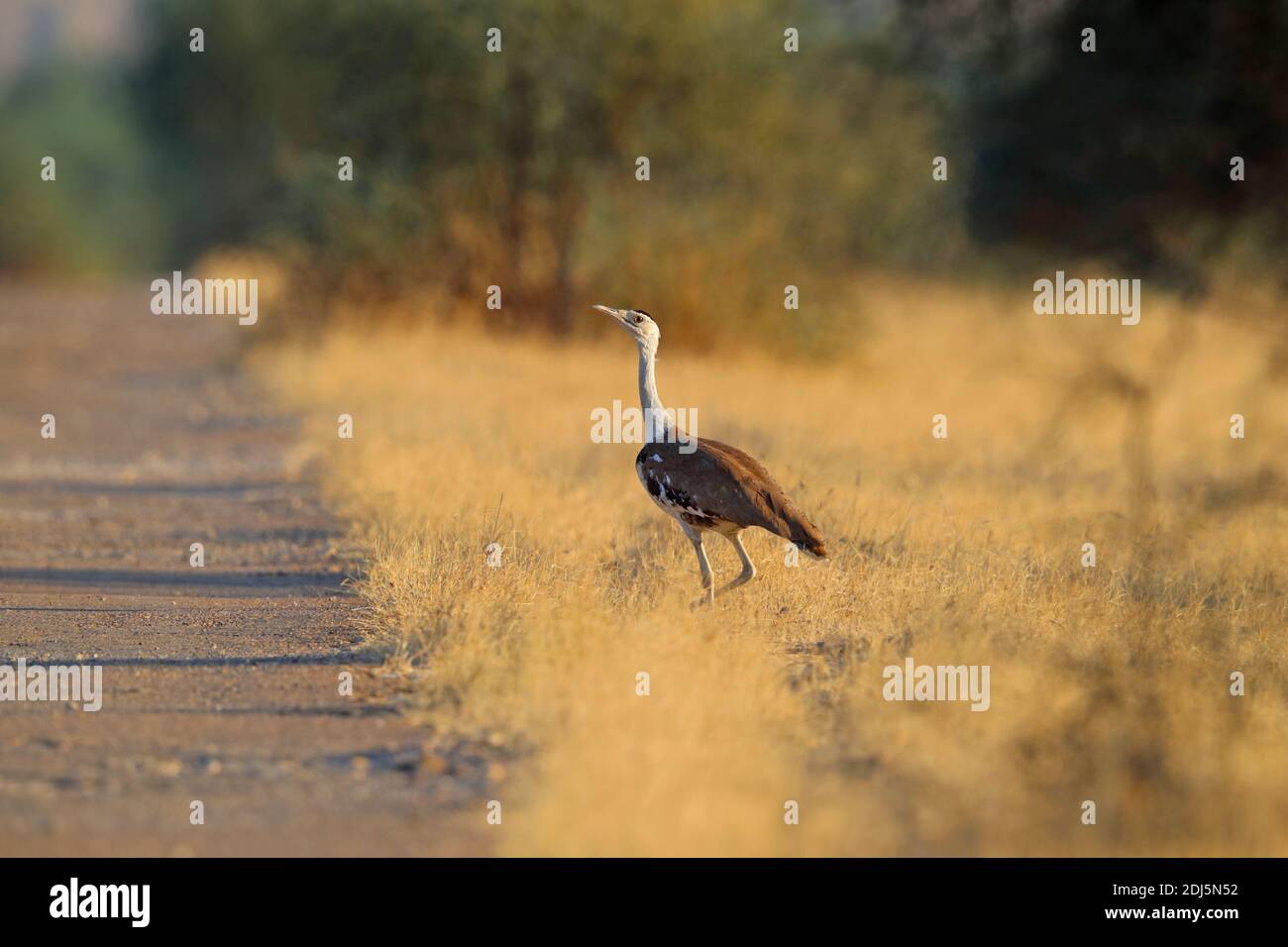 Great indian bustard desert national park -Fotos und -Bildmaterial in ...
