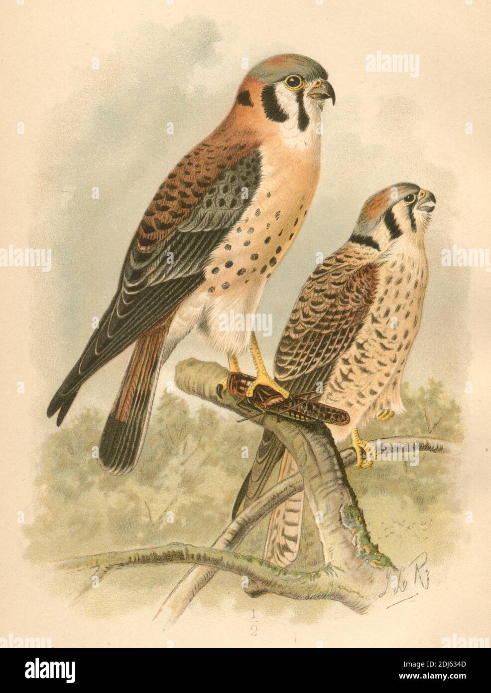 Turmfalke zeichnung -Fotos und -Bildmaterial in hoher Auflösung – Alamy
