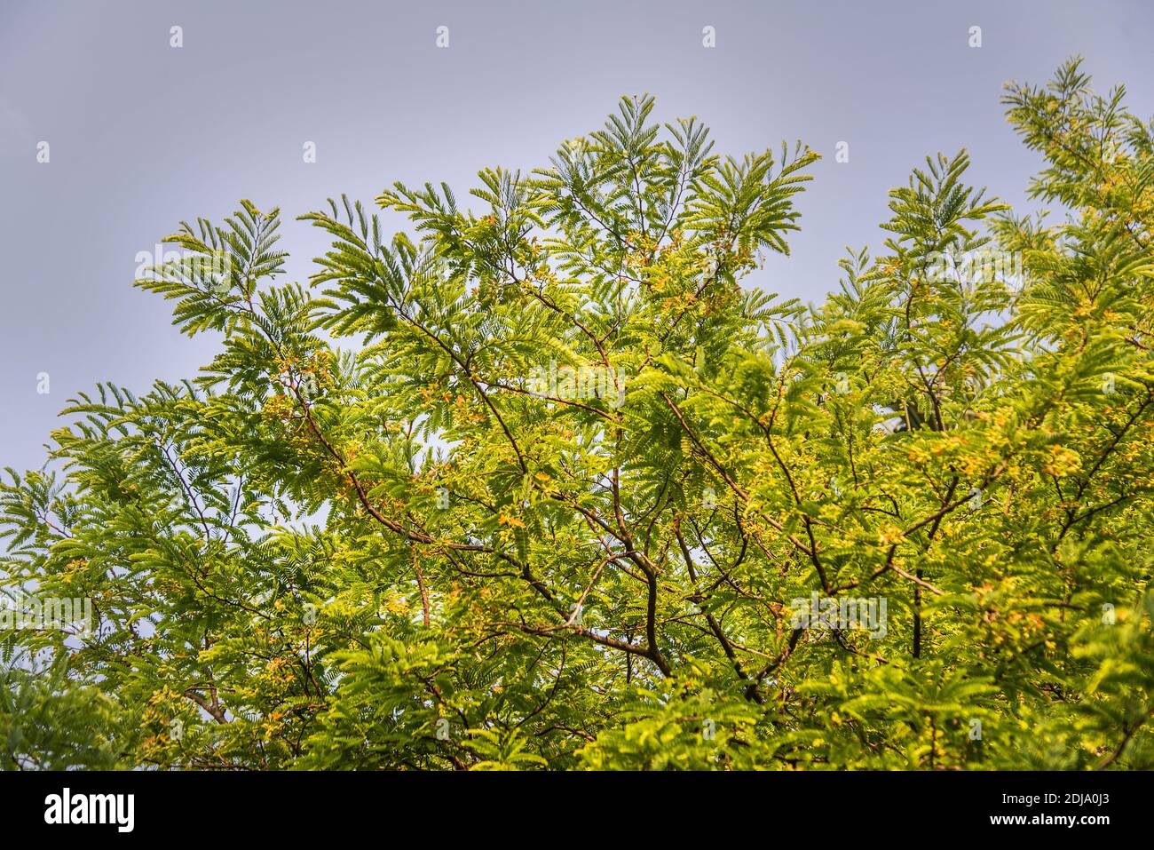 Tamarinden foto -Fotos und -Bildmaterial in hoher Auflösung – Alamy