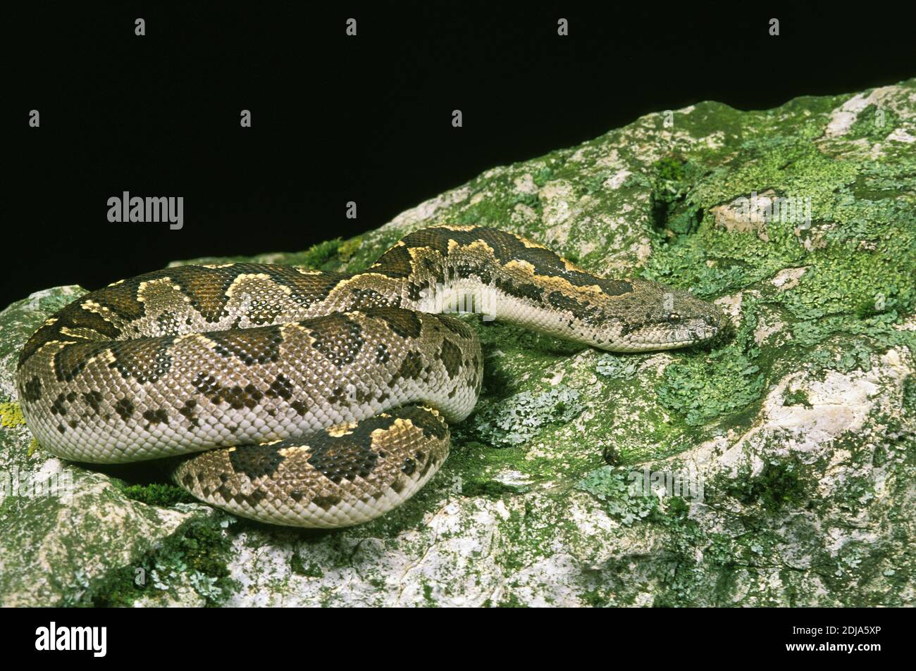 Python sp -Fotos und -Bildmaterial in hoher Auflösung – Alamy
