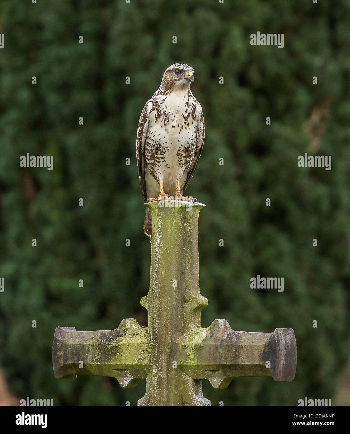 Bussard auf grabstein -Fotos und -Bildmaterial in hoher Auflösung – Alamy