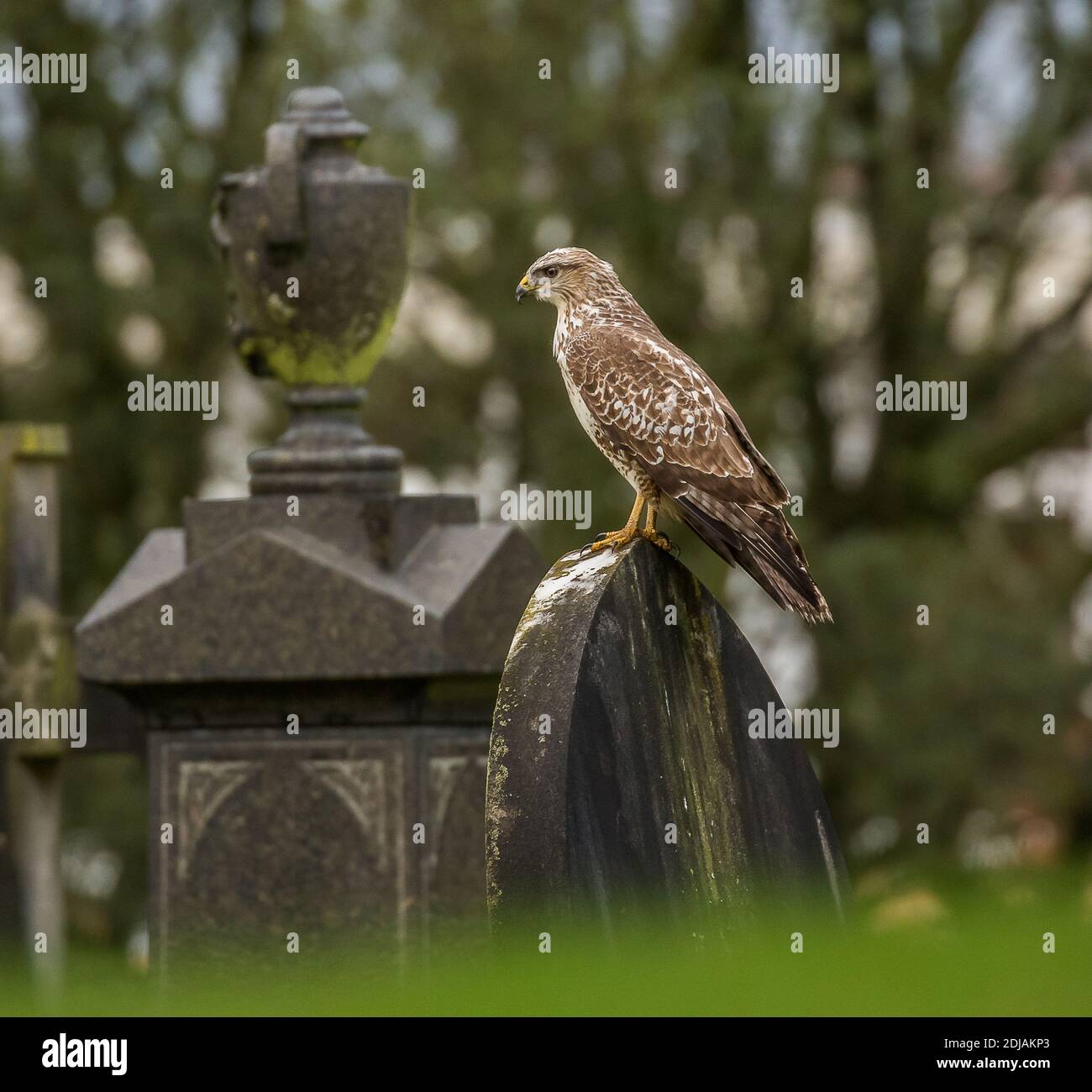 Bussard auf grabstein -Fotos und -Bildmaterial in hoher Auflösung – Alamy