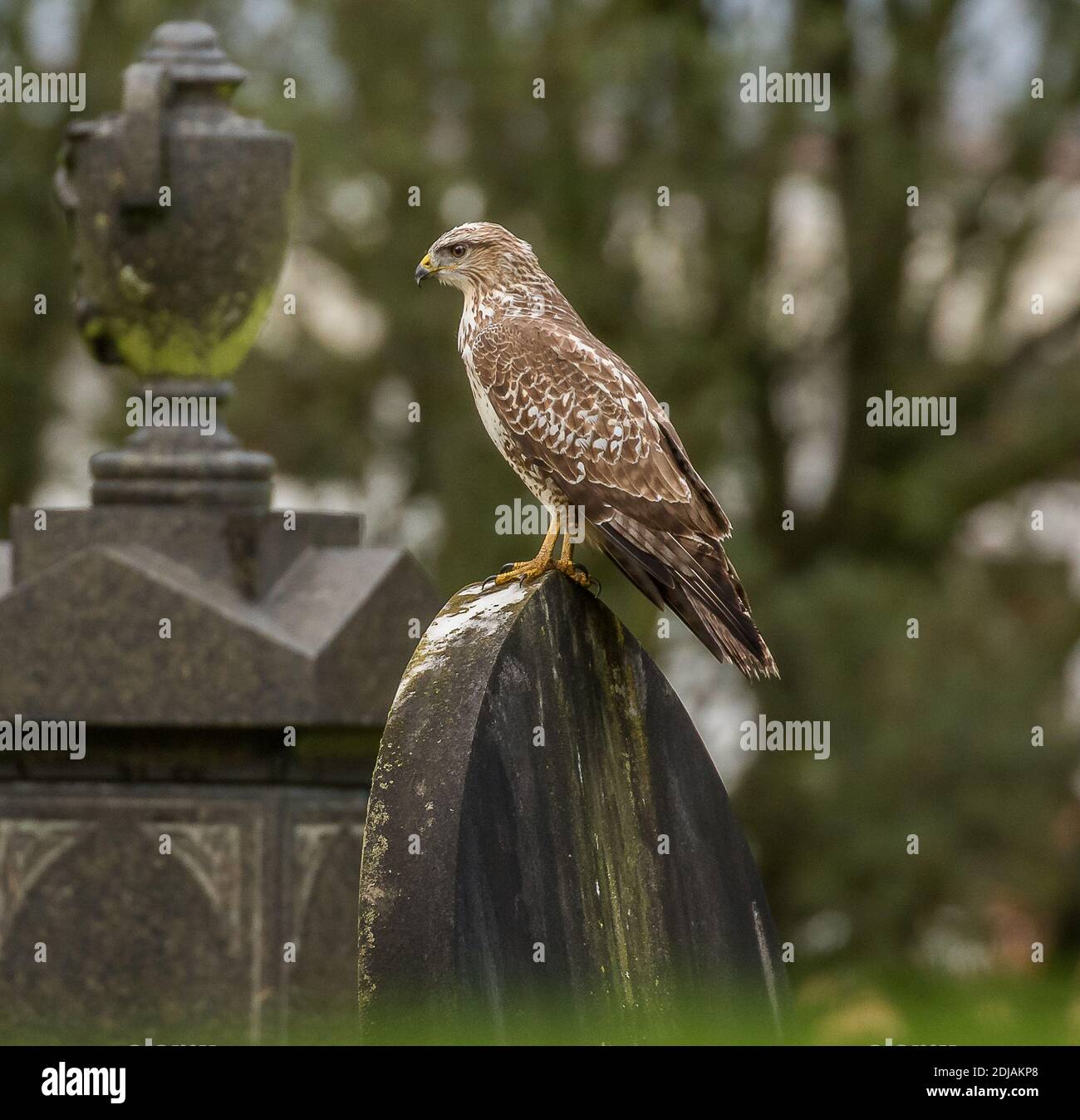Bussard auf grabstein -Fotos und -Bildmaterial in hoher Auflösung – Alamy