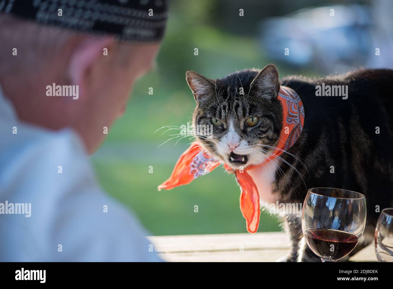 Wein und katze -Fotos und -Bildmaterial in hoher Auflösung – Alamy