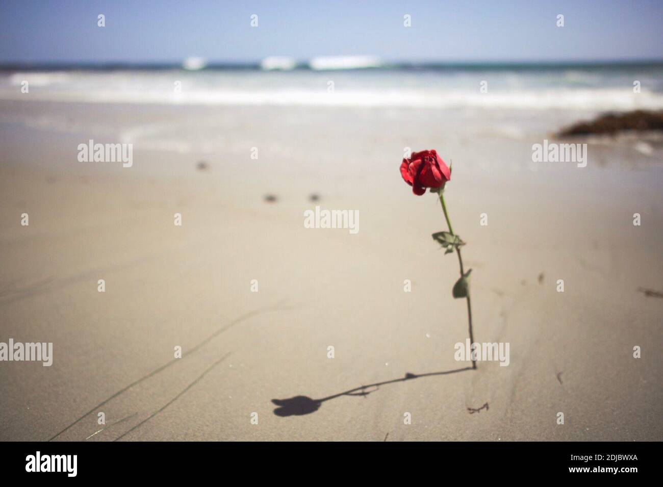 Dana stand auf -Fotos und -Bildmaterial in hoher Auflösung – Alamy