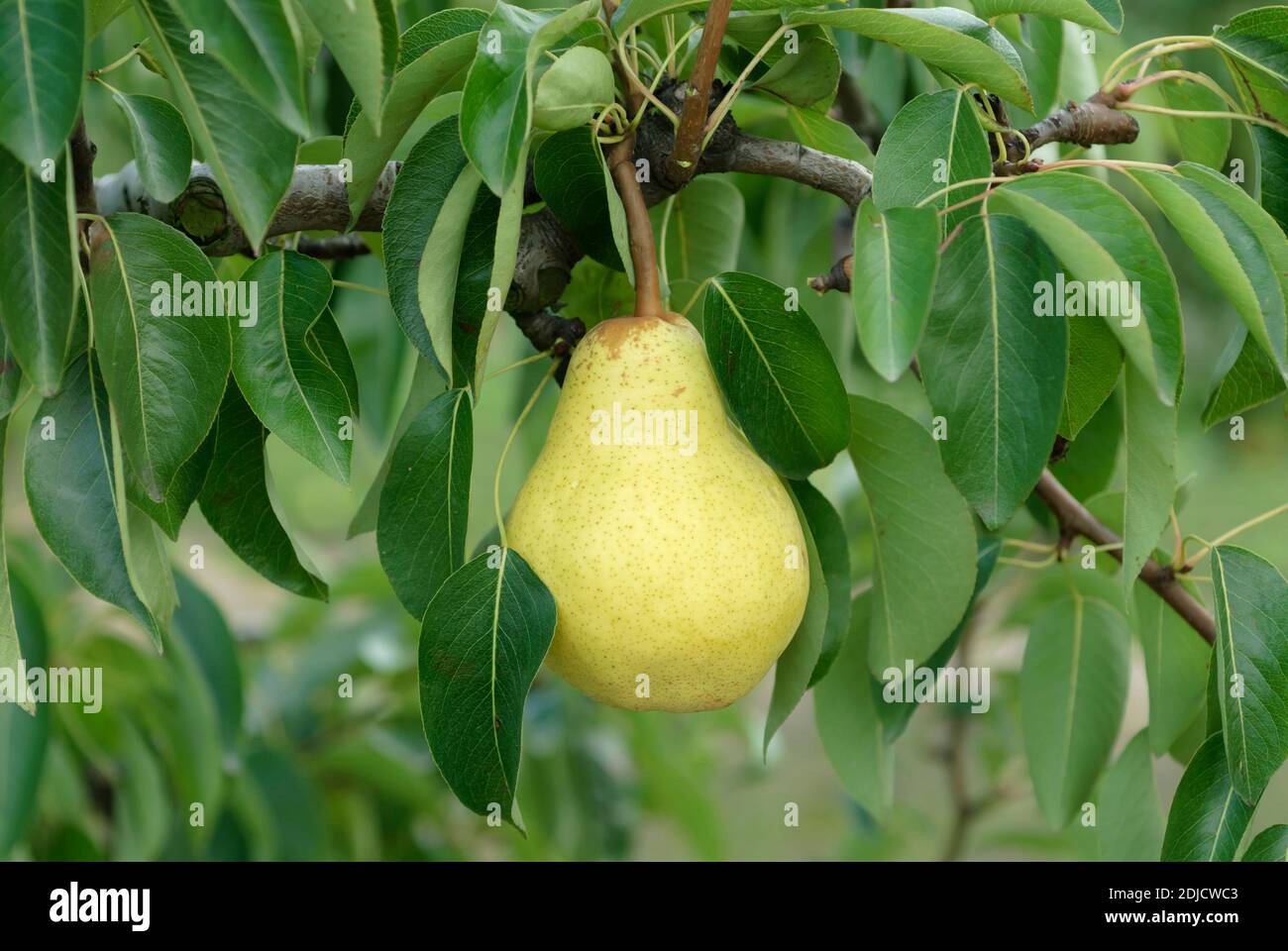 Pyrus communis williams christ -Fotos und -Bildmaterial in hoher ...